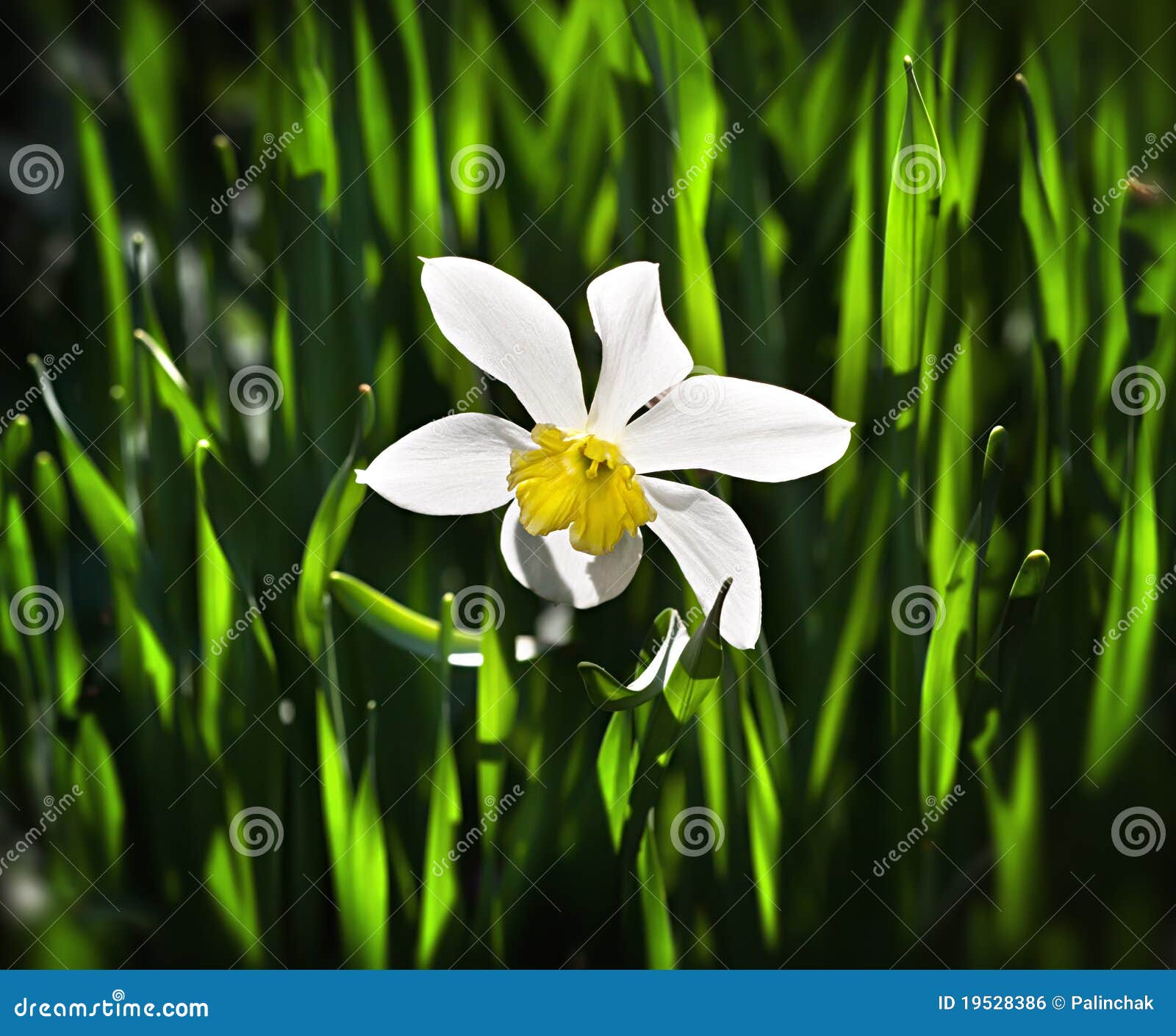 Narciso foto de archivo. Imagen de floral, planta, flora - 19528386