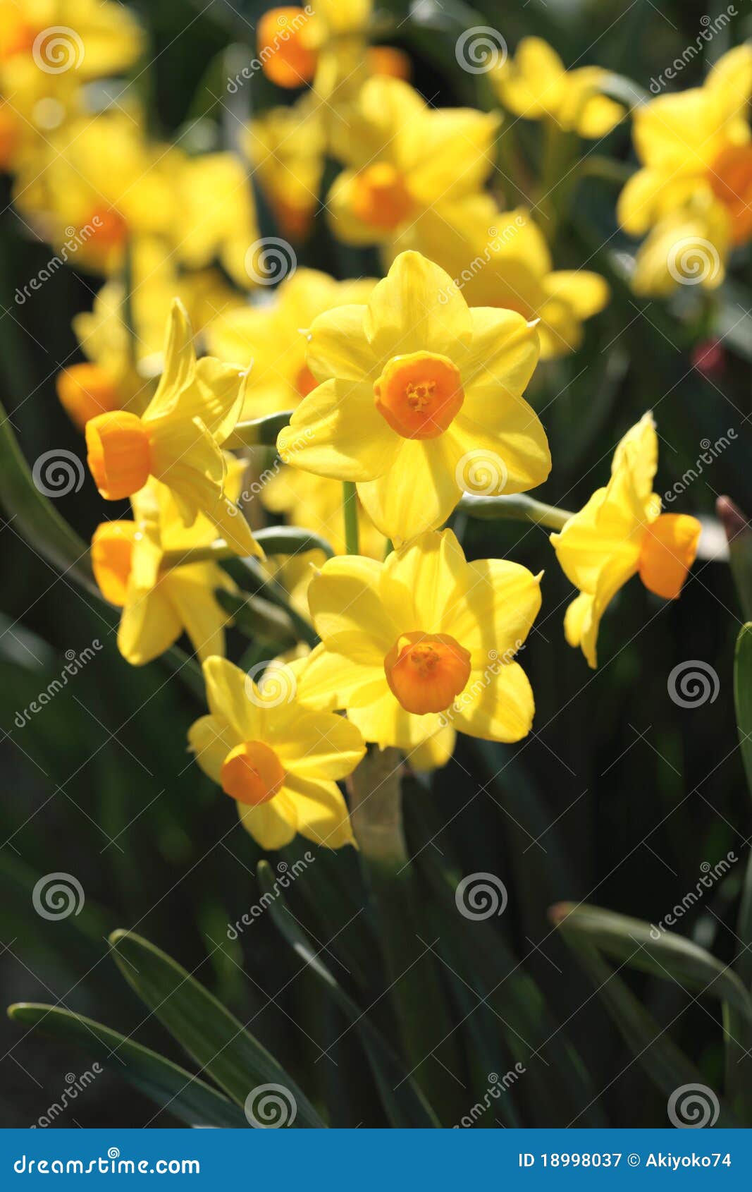 Narciso amarillo imagen de archivo. Imagen de oscuro - 18998037