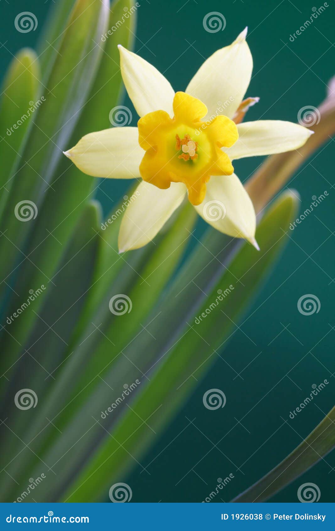 Narciso amarillo foto de archivo. Imagen de vivo, narciso - 1926038