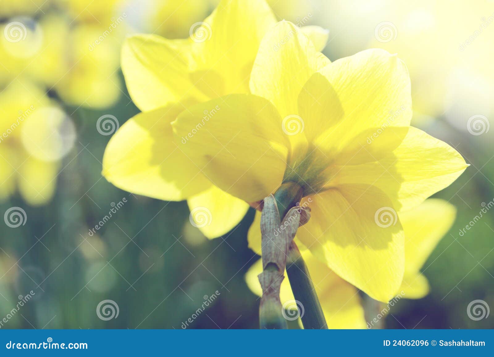 Narciso amarillo foto de archivo. Imagen de suave, fresco - 24062096