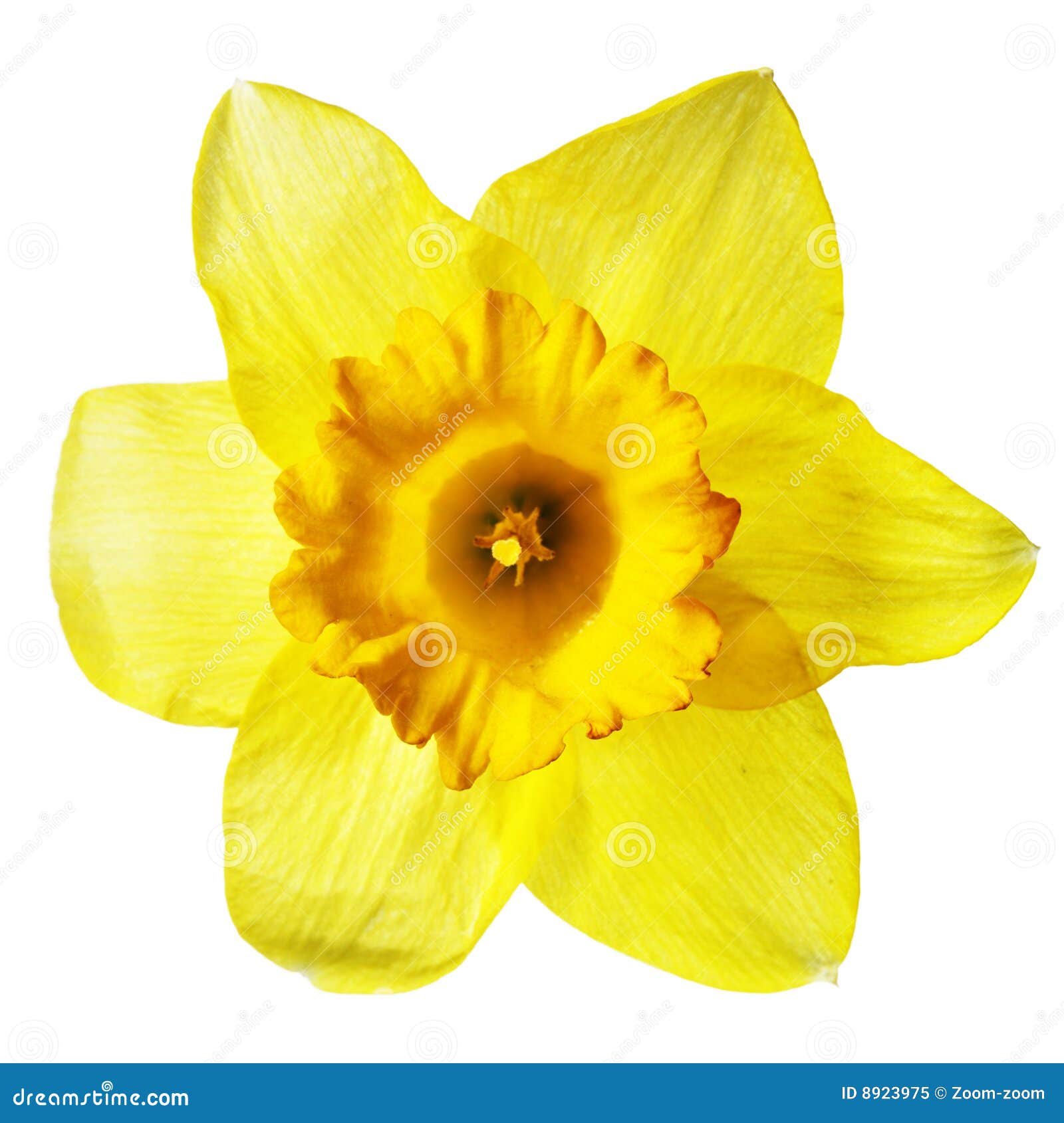 Narciso amarillo imagen de archivo. Imagen de pétalos - 8923975