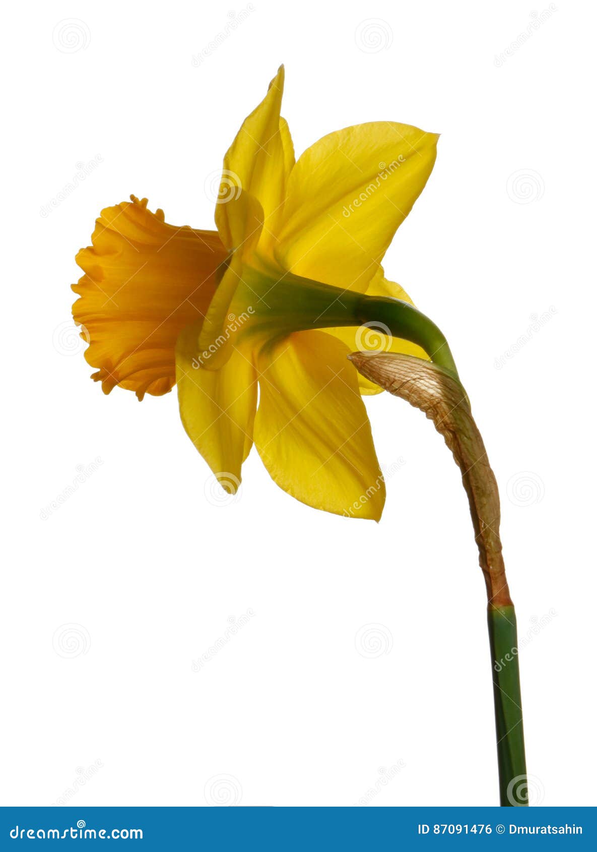 Narciso amarillo aislado foto de archivo. Imagen de arreglo - 87091476