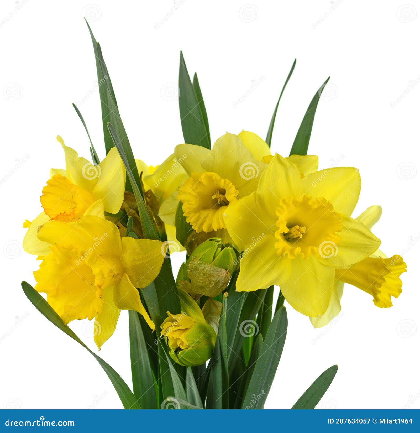 Narciso Amarillo Aislado Sobre Fondo Blanco. Imagen de archivo - Imagen ...