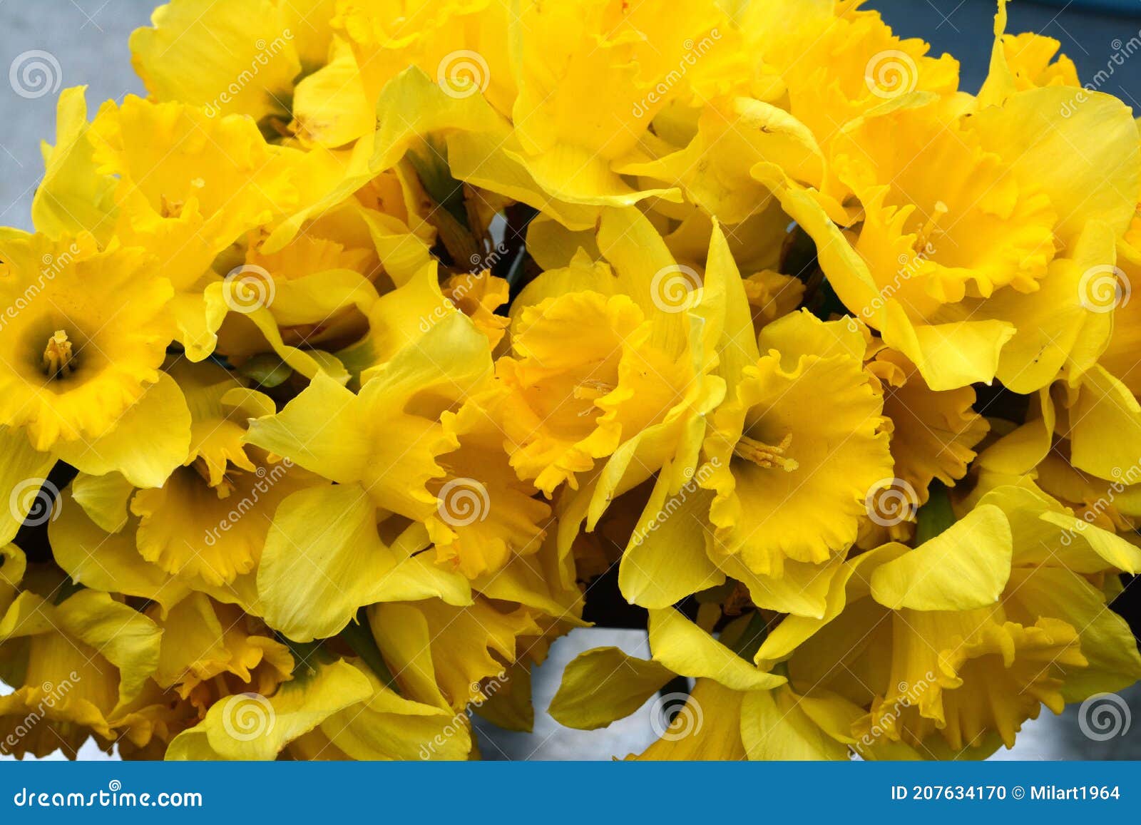 Narciso Amarillo Aislado Sobre Fondo Blanco. Foto de archivo - Imagen ...