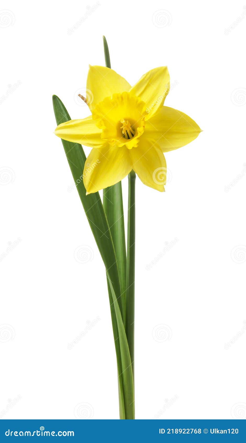 Narciso Amarillo Aislado Sobre Fondo Blanco Foto de archivo - Imagen de ...