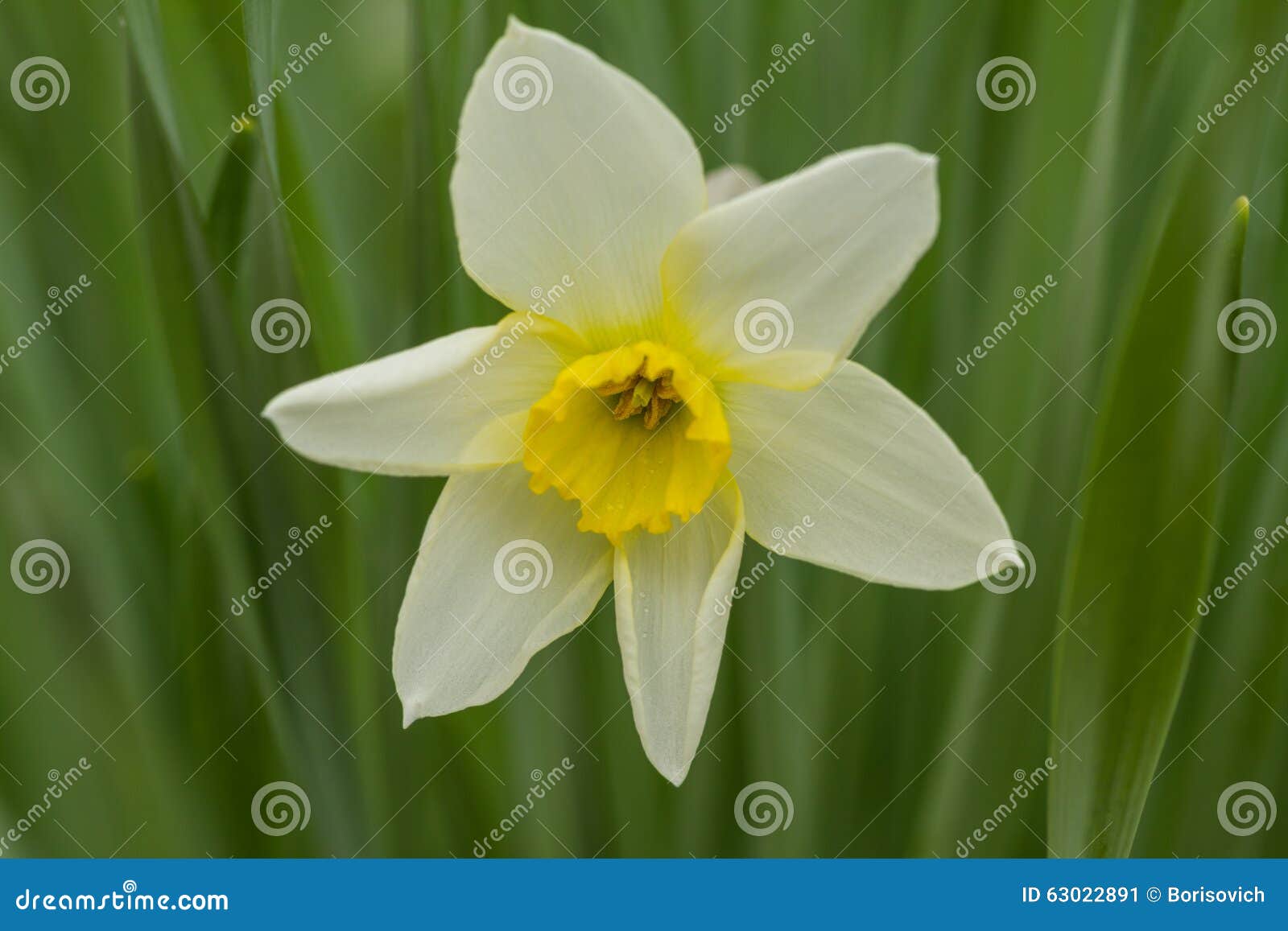 Narciso amarillo claro imagen de archivo. Imagen de nasals - 63022891