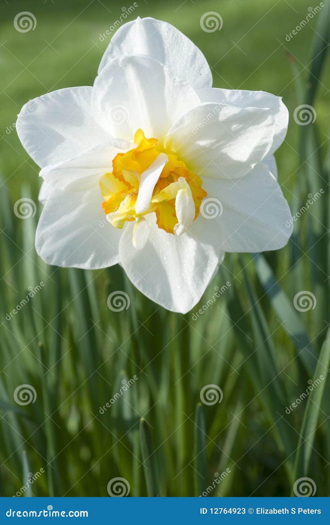 Narciso blanco imagen de archivo. Imagen de narciso, blanco - 12764923