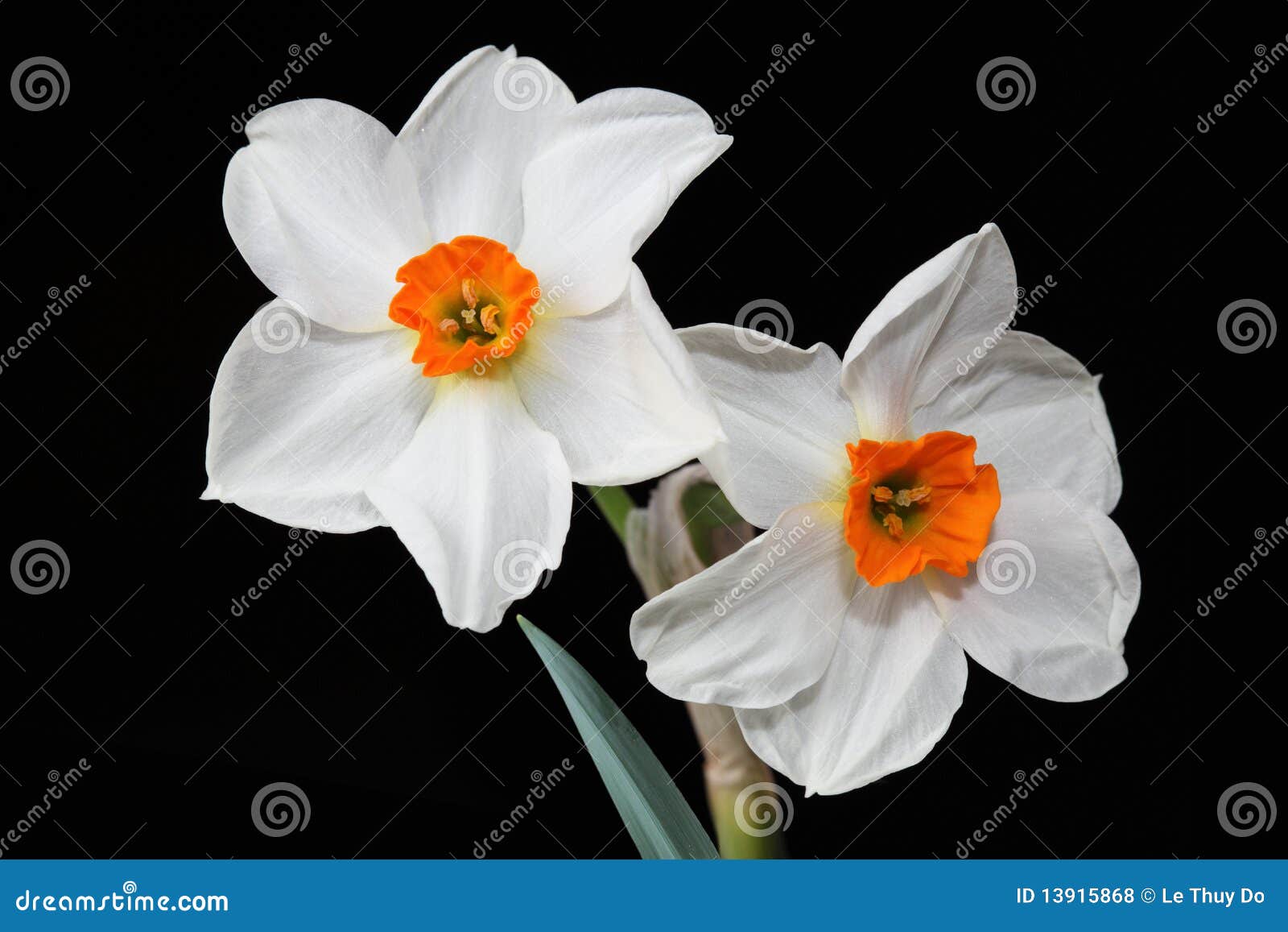 Narciso blanco foto de archivo. Imagen de verde, flor - 13915868