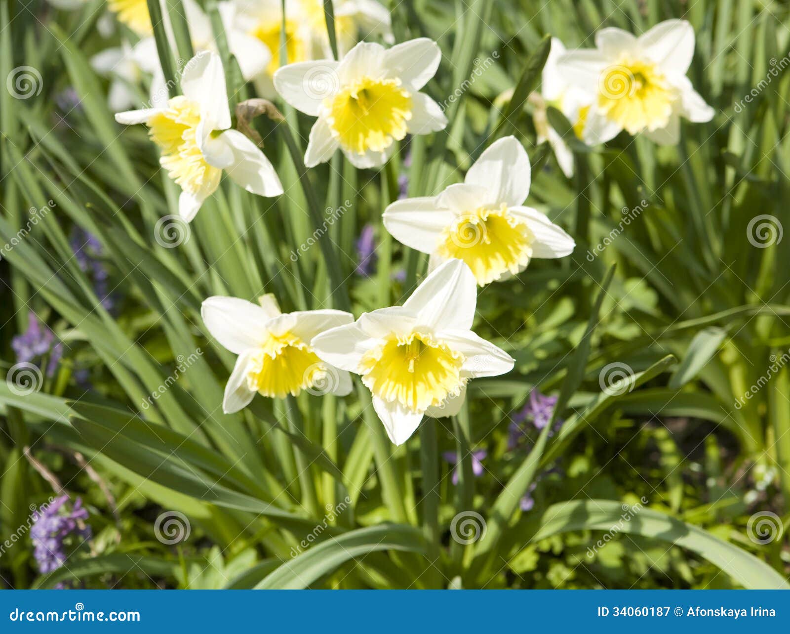 Narciso blanco imagen de archivo. Imagen de pocos, nasals - 34060187