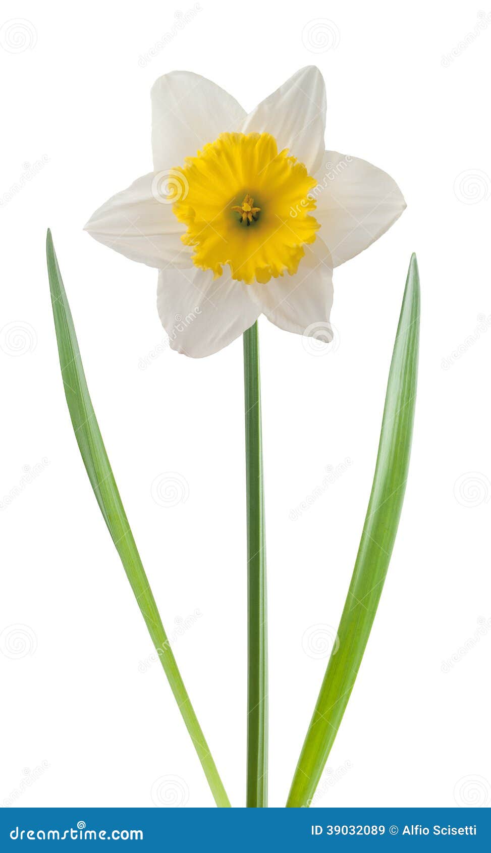 Narciso blanco imagen de archivo. Imagen de hoja, pétalo - 39032089