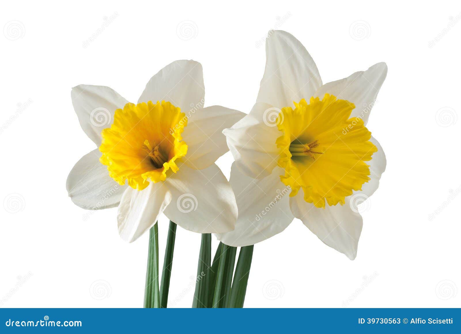 Narciso blanco imagen de archivo. Imagen de hermoso, ambiente - 39730563