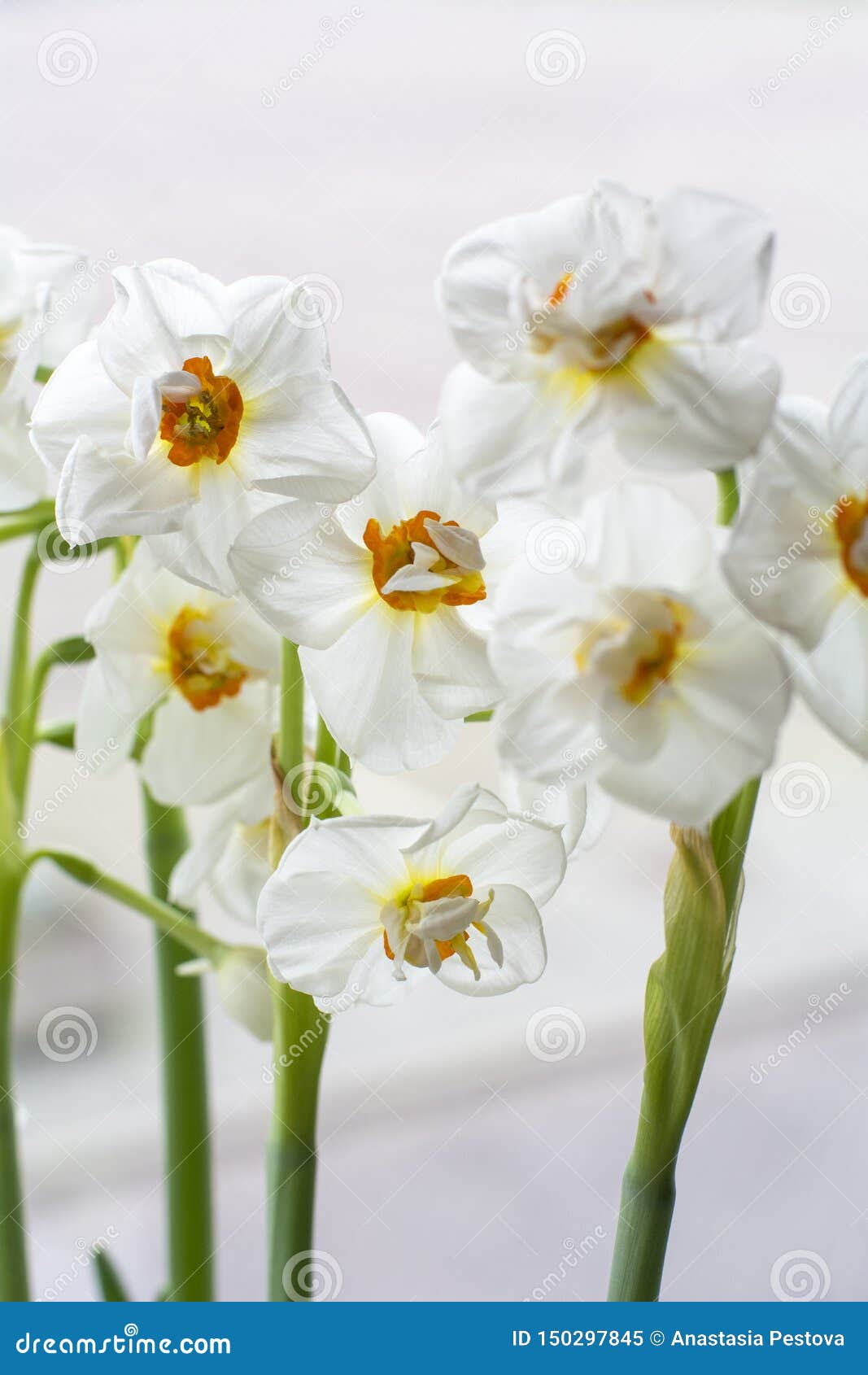 Narciso Blanco Blando En El Blanco Imagen de archivo - Imagen de ramo ...