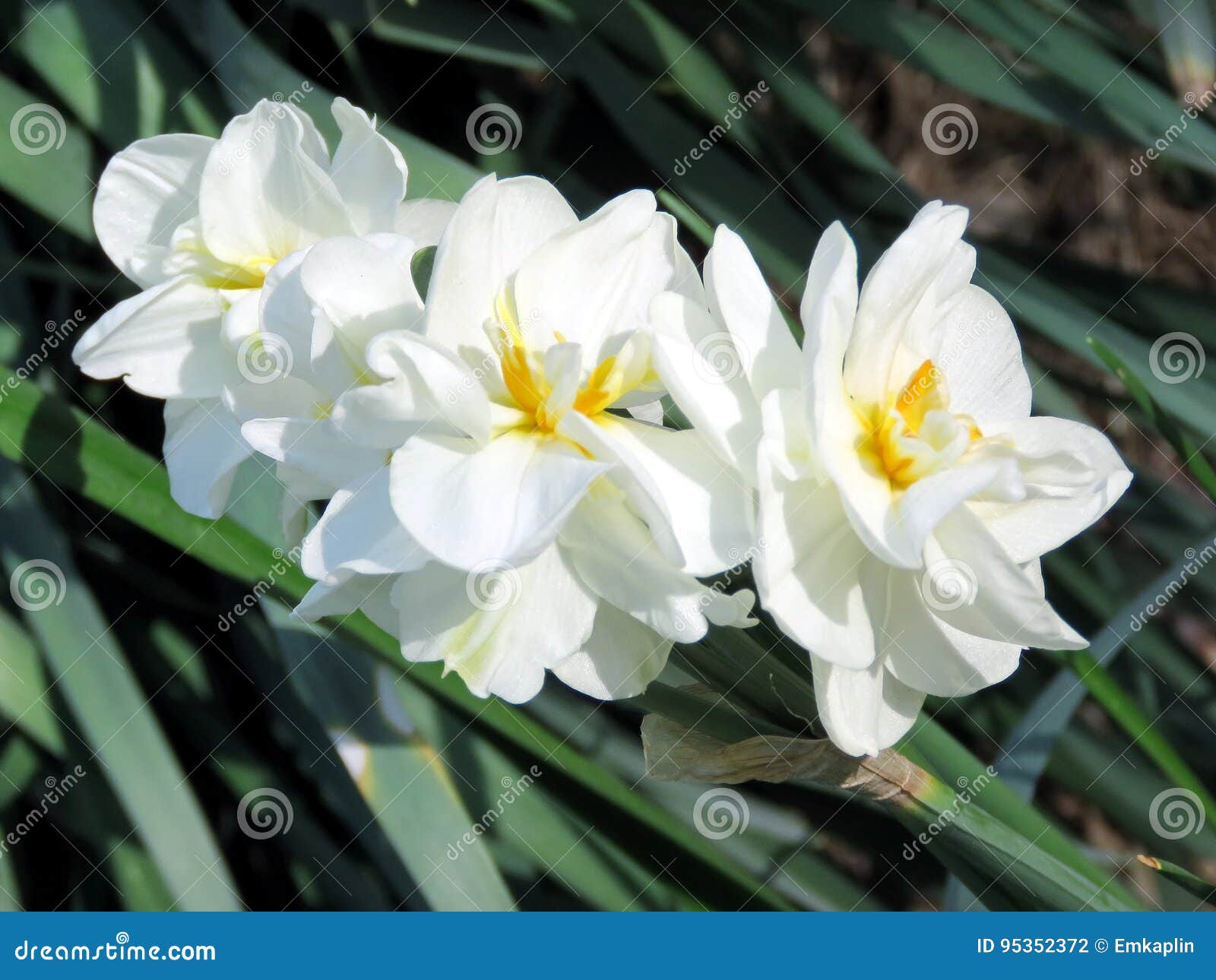 Narciso Blanco 2016 De Mclean Foto de archivo - Imagen de exterior ...