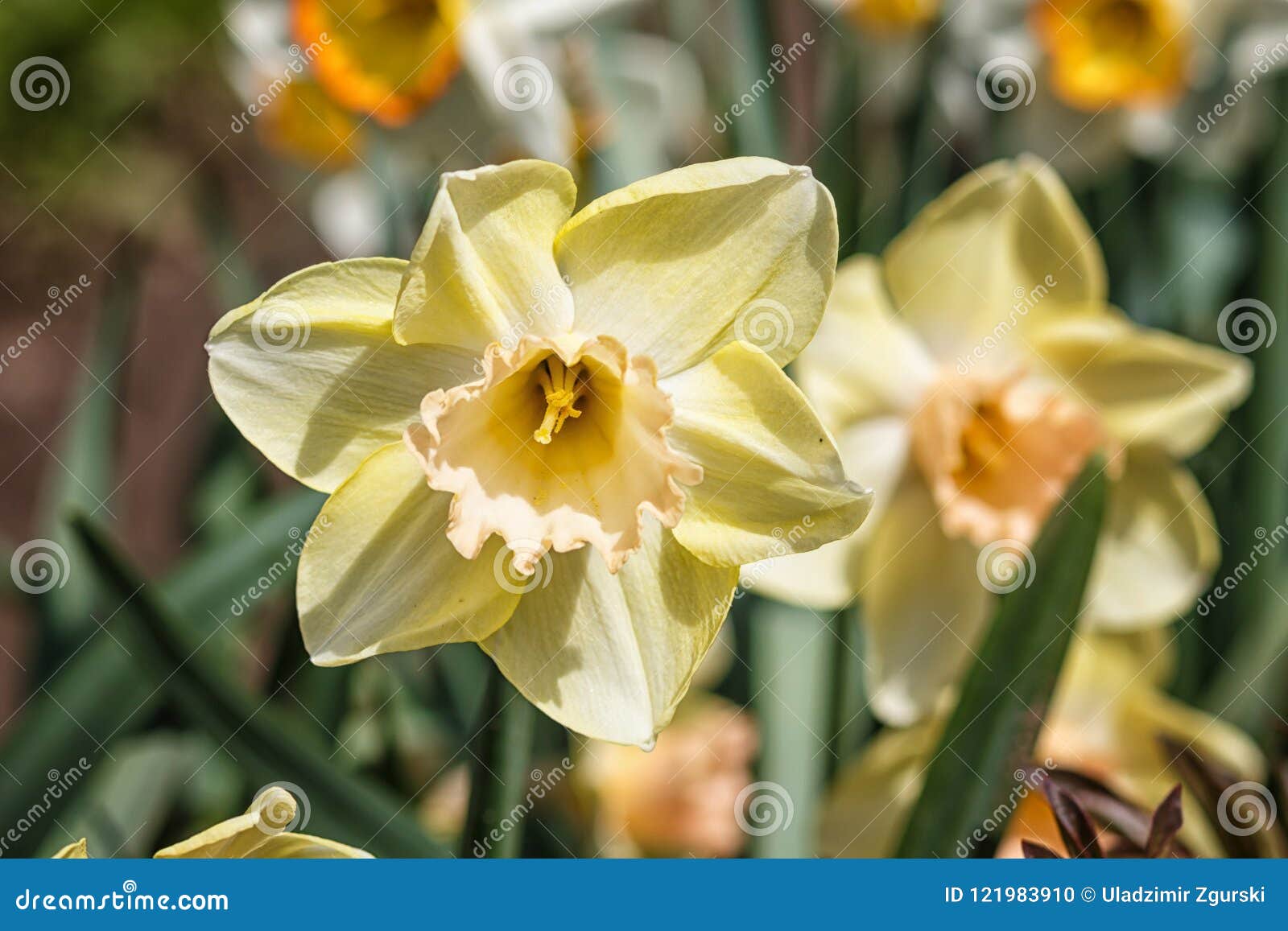 Narciso Blanco Del Narciso Con El Centro Anaranjado Y Amarillo Foto de ...