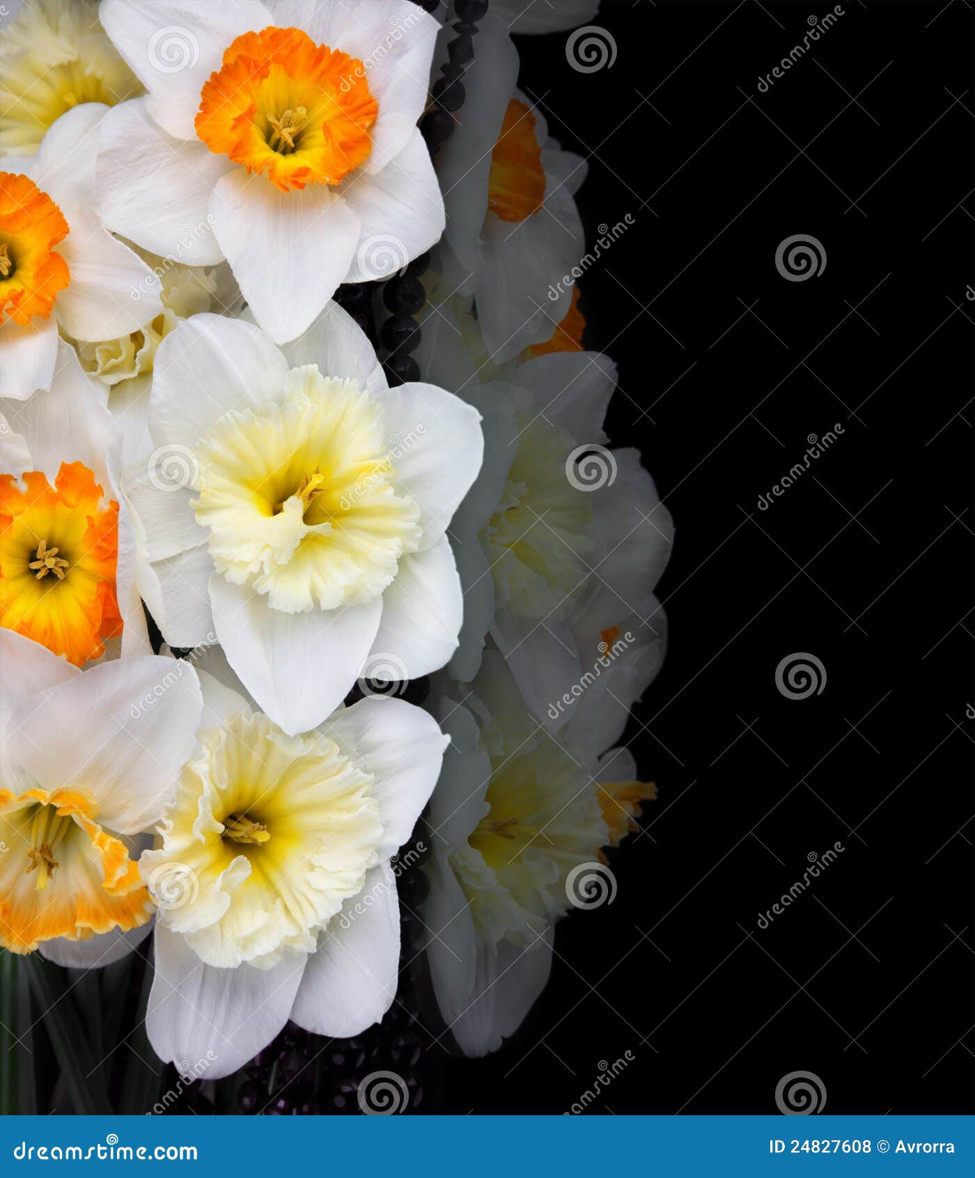 Narciso Blanco En Fondo Negro Foto de archivo - Imagen de estudio ...