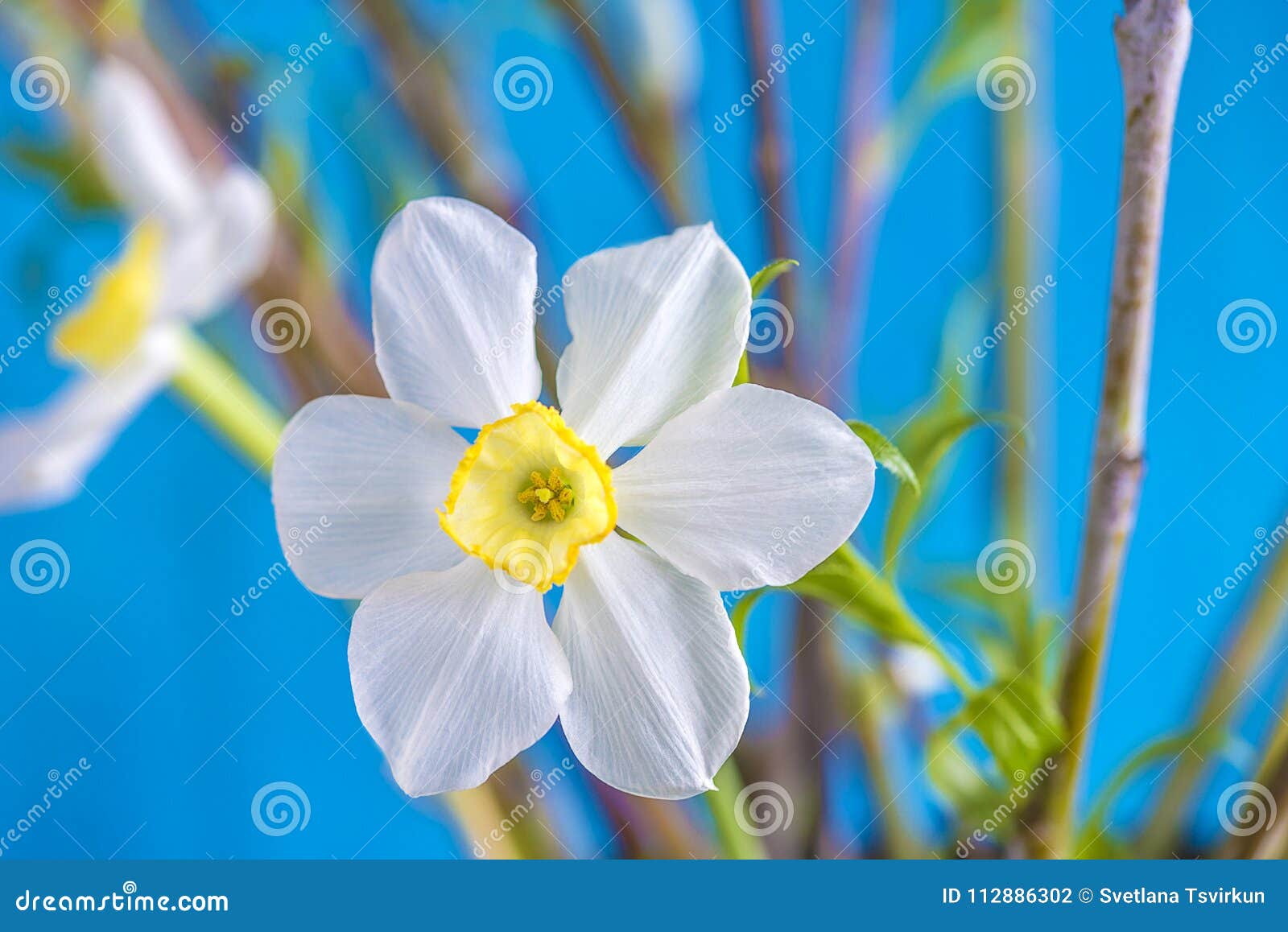 Narciso blanco hermoso foto de archivo. Imagen de narciso - 112886302