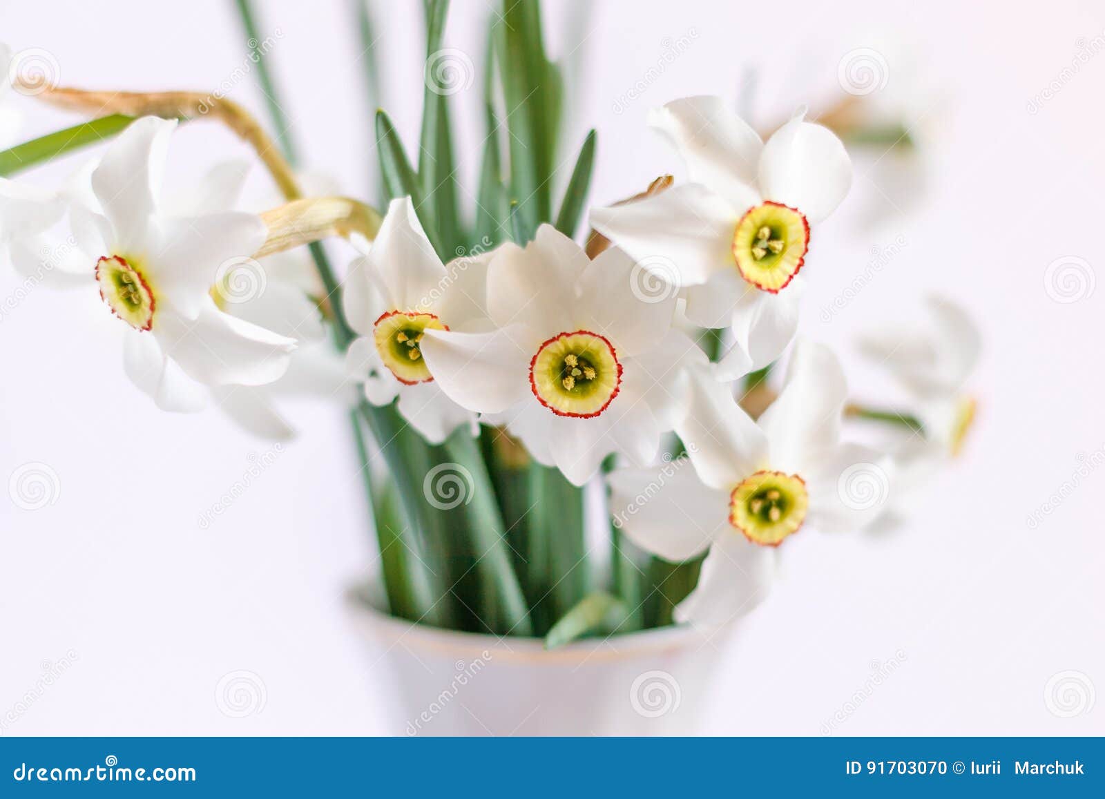Narciso Blanco Hermoso Con El Fondo Blanco Foto de archivo - Imagen de ...