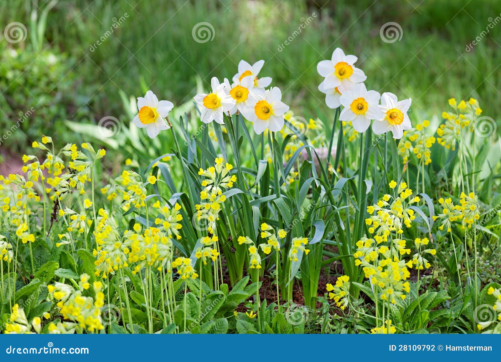 Narciso blanco y amarillo foto de archivo. Imagen de hermoso - 28109792