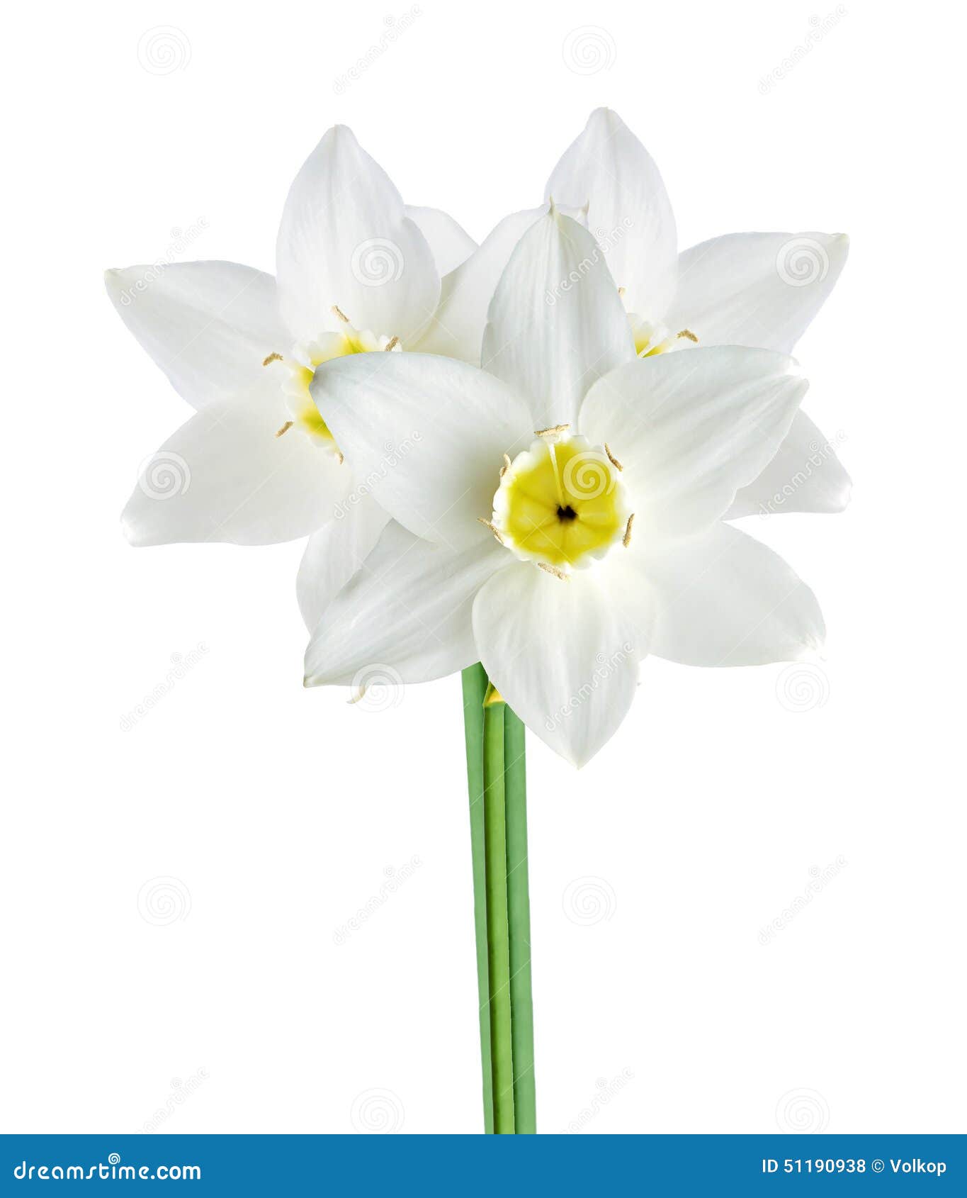 Narciso Blanco Y Amarillo Del Color Aislado En Blanco Foto de archivo ...