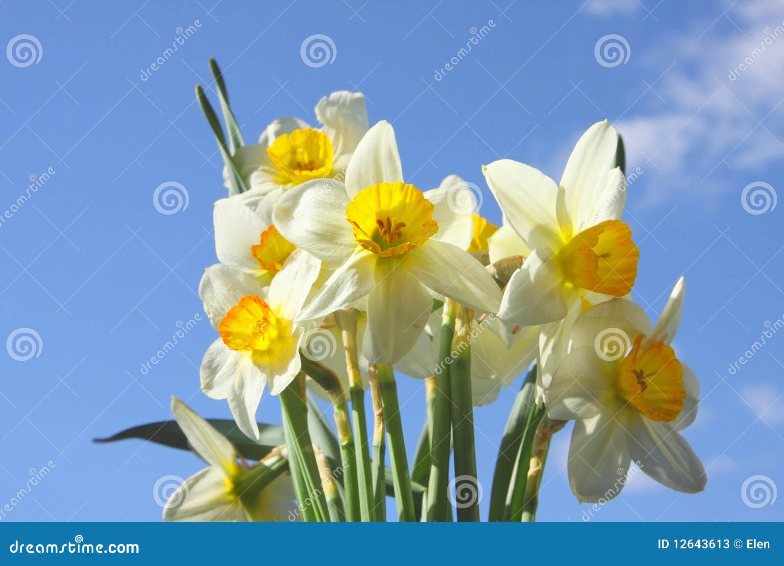 Narciso da flor imagem de stock. Imagem de fresco, floral - 12643613