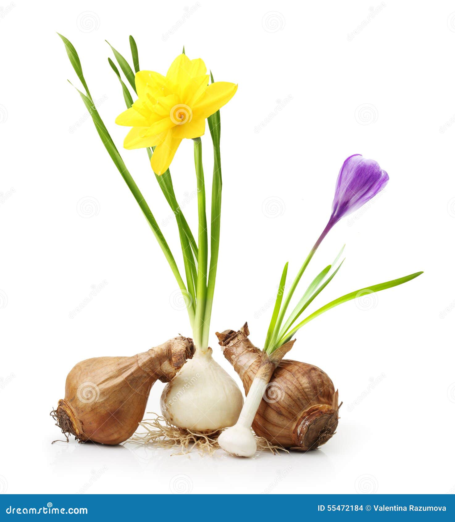 Narciso Del Bulbo Con La Raíz Foto de archivo - Imagen de suelo, flor ...