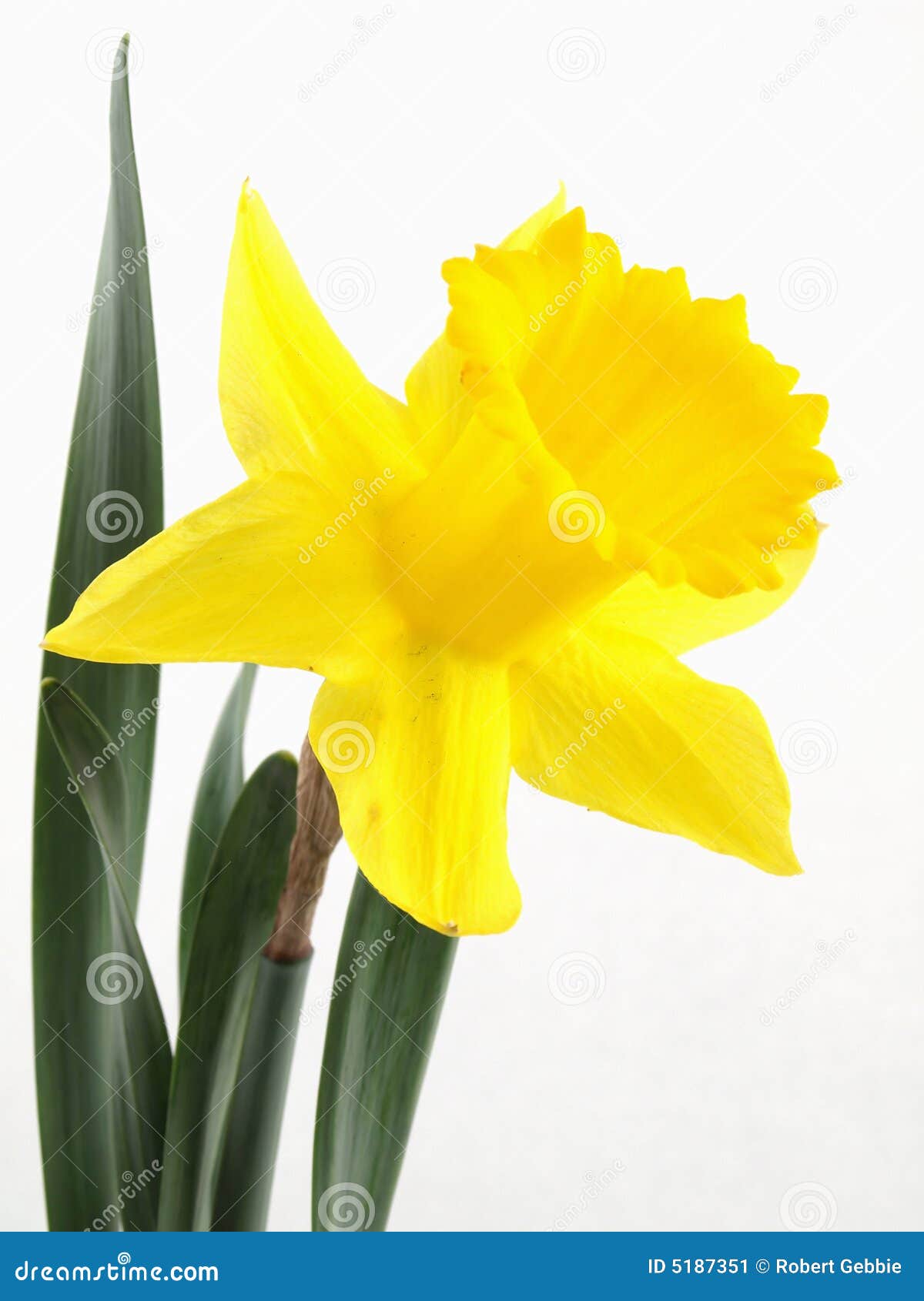 Narciso del narciso imagen de archivo. Imagen de nasals - 5187351