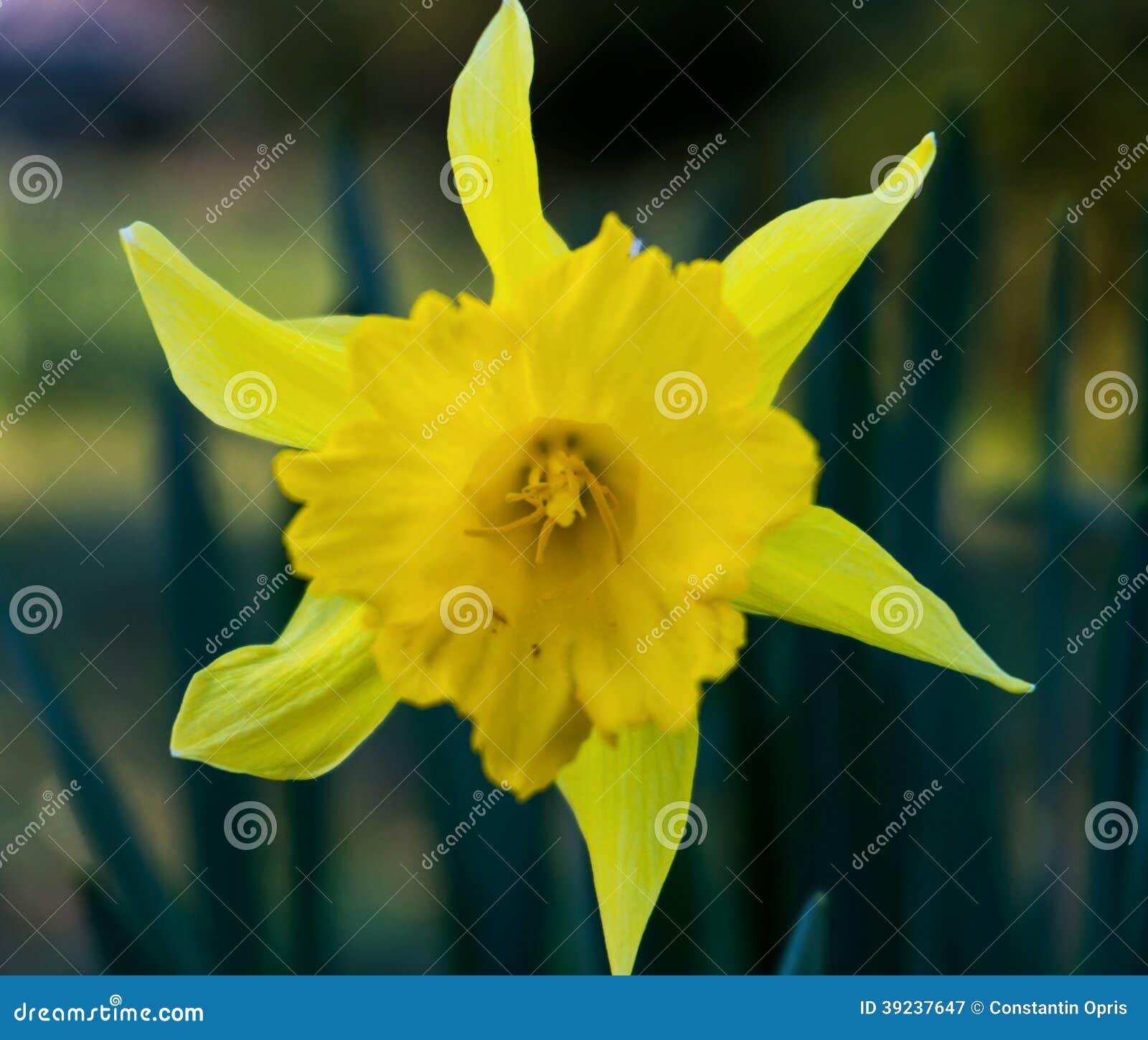 Narciso giallo immagine stock. Immagine di nave, sunlight - 39237647
