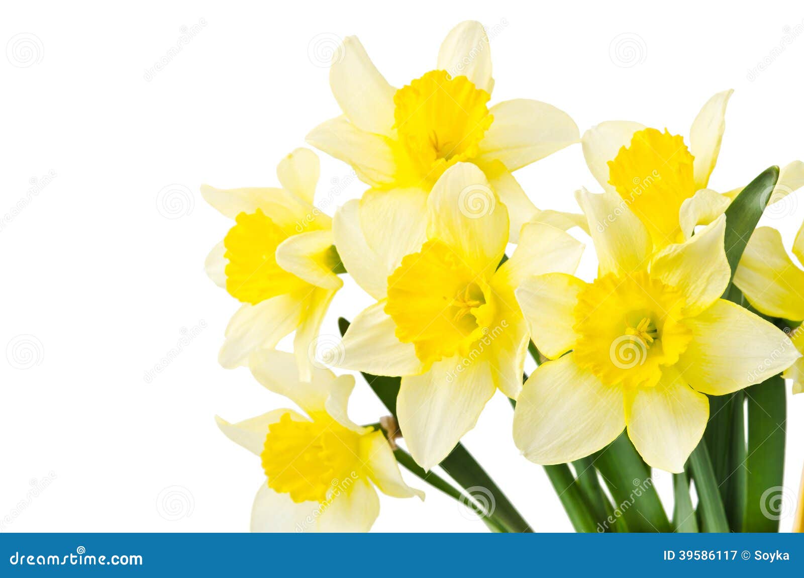 Narciso giallo immagine stock. Immagine di fiore, nave - 39586117