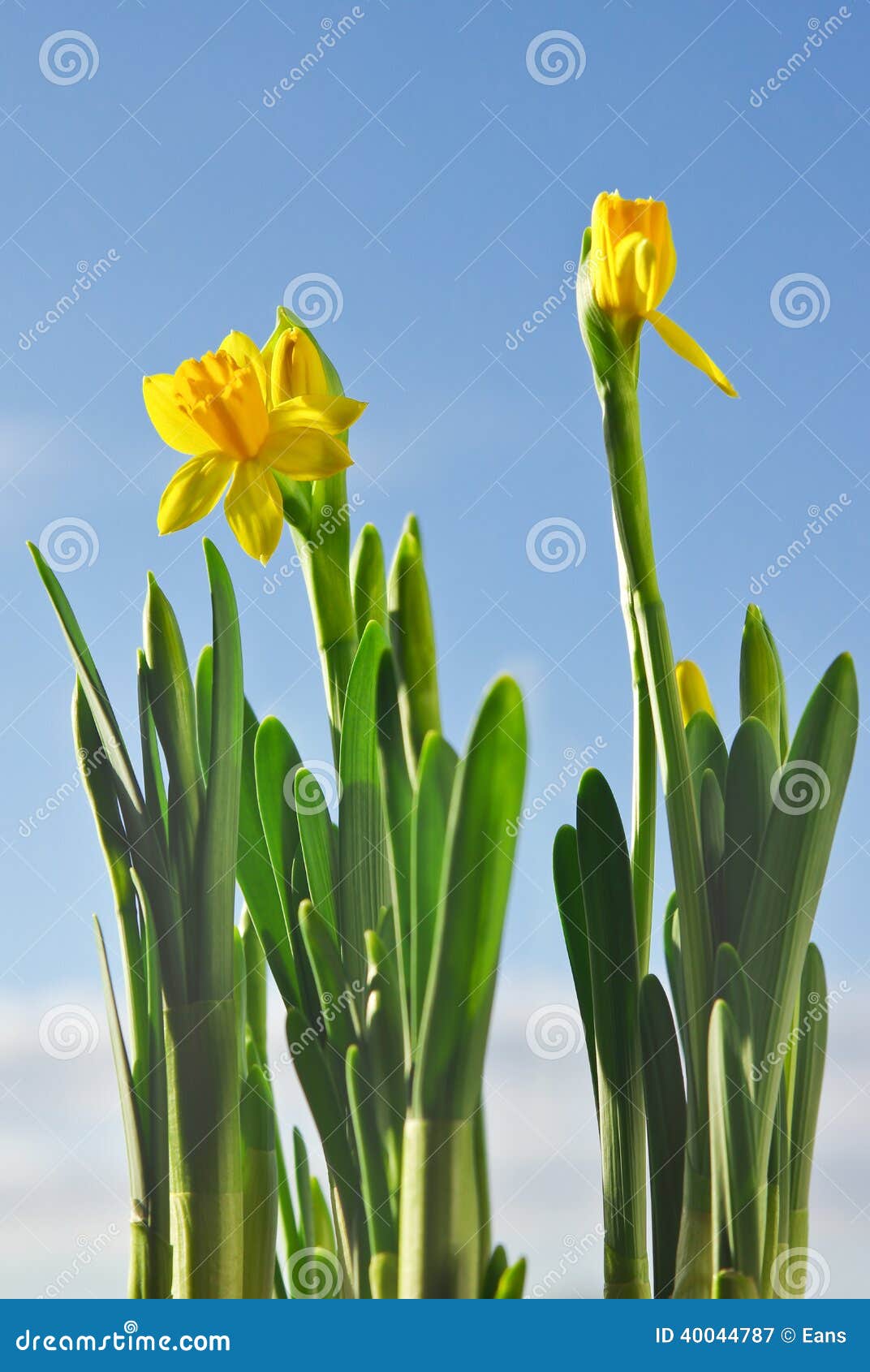 Narciso Giallo Sopra Il Cielo Del Wblue Immagine Stock - Immagine di ...