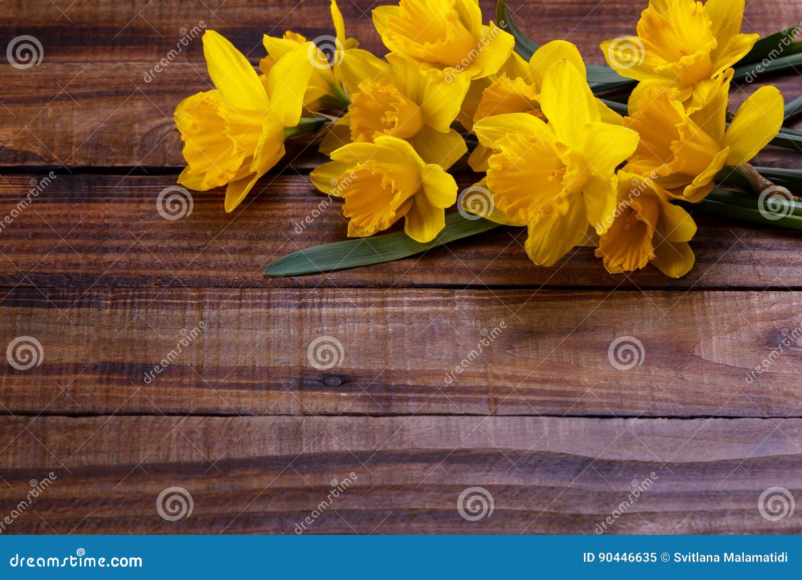 Narciso o narciso giallo immagine stock. Immagine di madre - 90446635