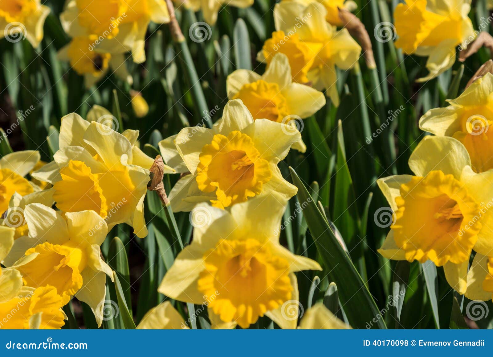 Narcisos amarillos foto de archivo. Imagen de calor, plantas - 40170098