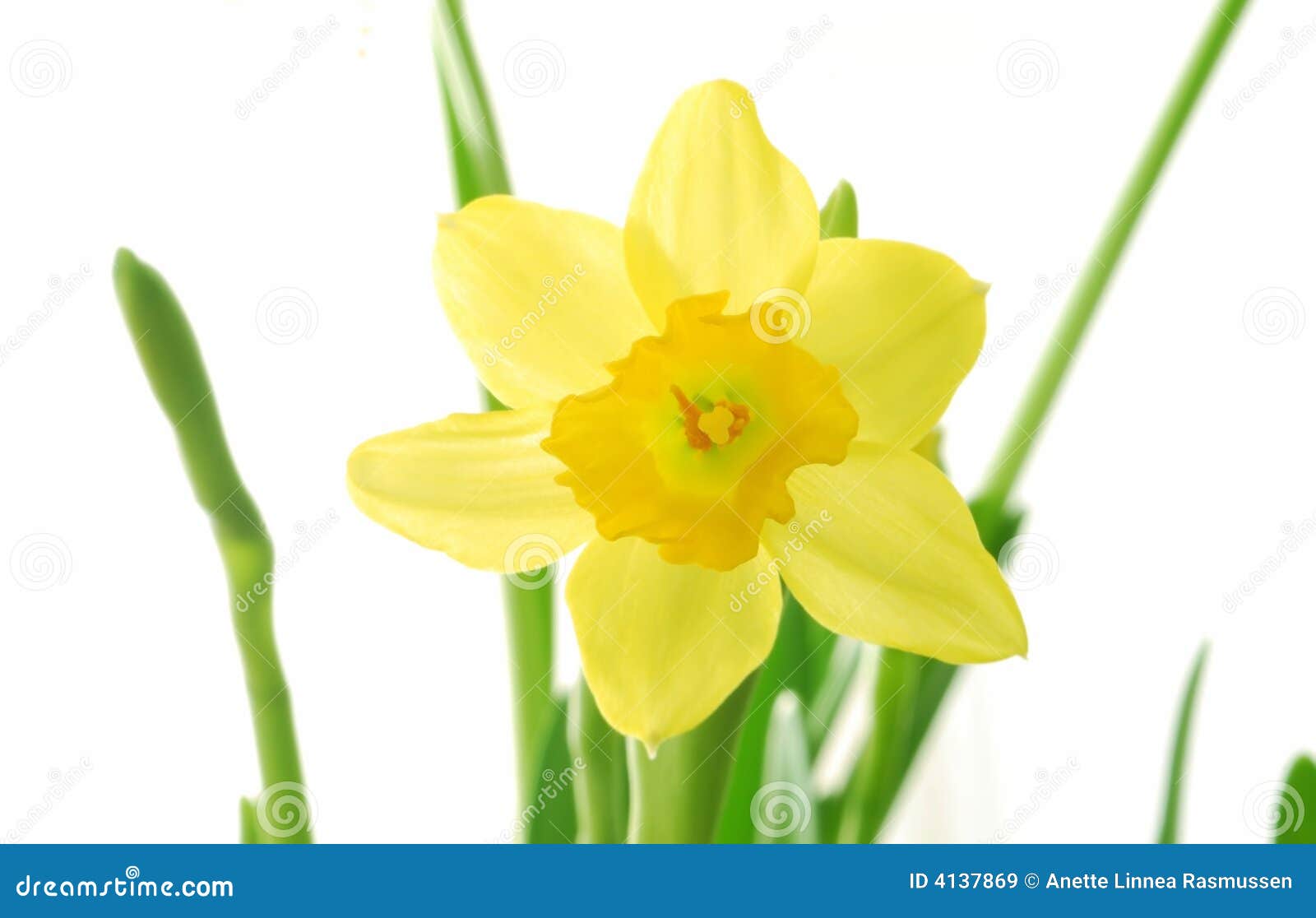 Narcisos amarillos imagen de archivo. Imagen de flora - 4137869