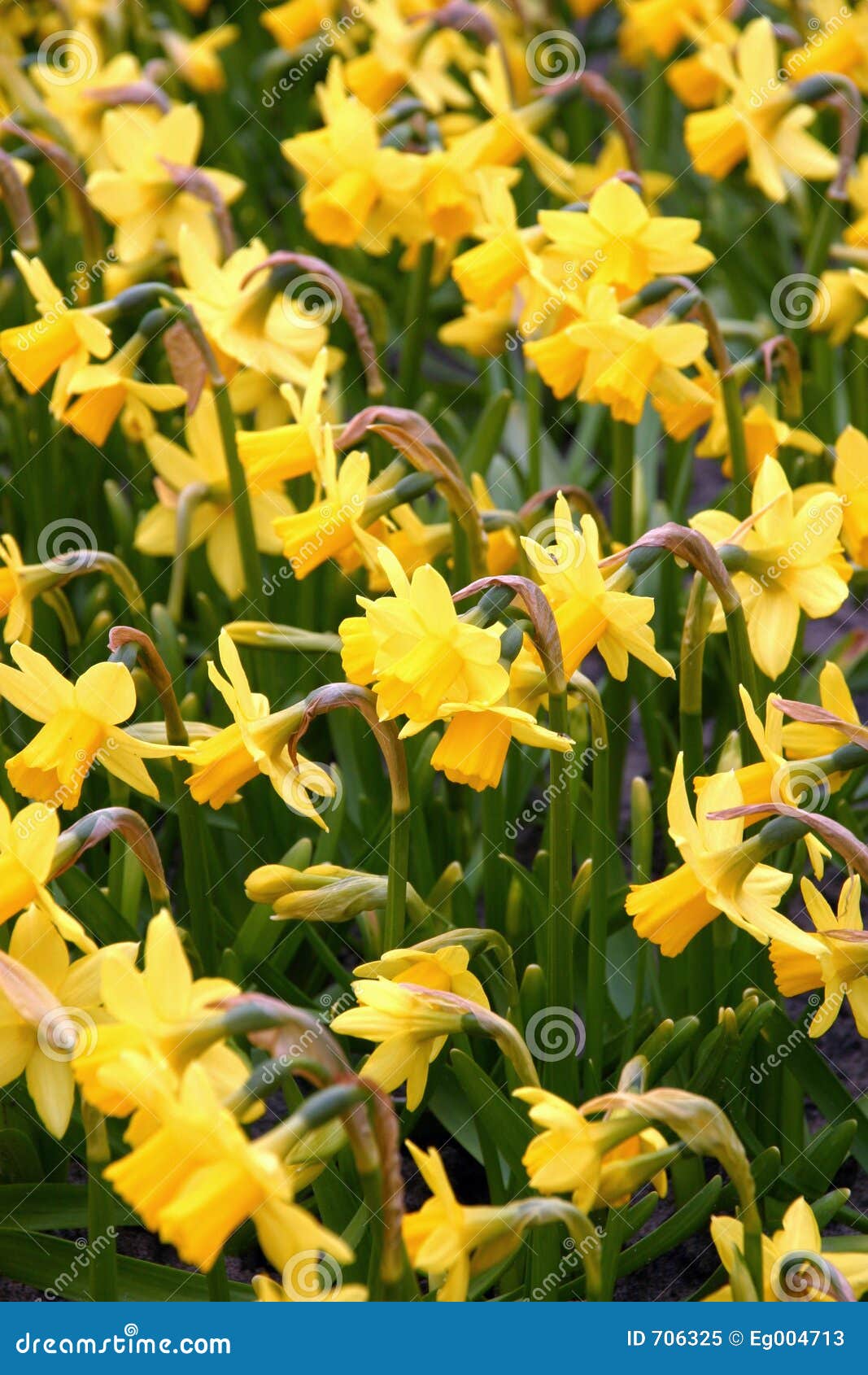 Narcisos amarillos imagen de archivo. Imagen de fresco - 706325