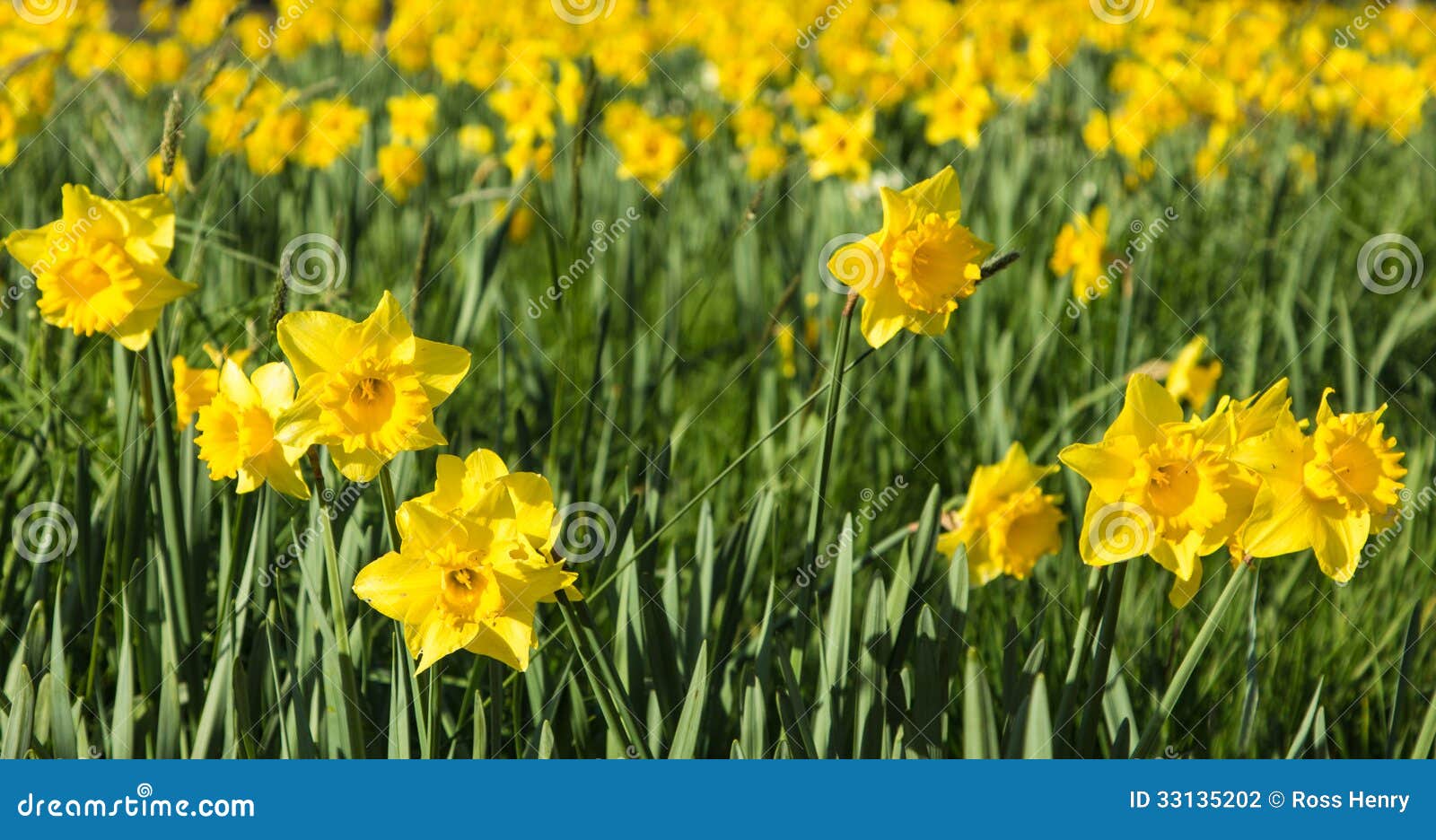 Narcisos Amarillos De La Primavera Foto de archivo - Imagen de flor ...
