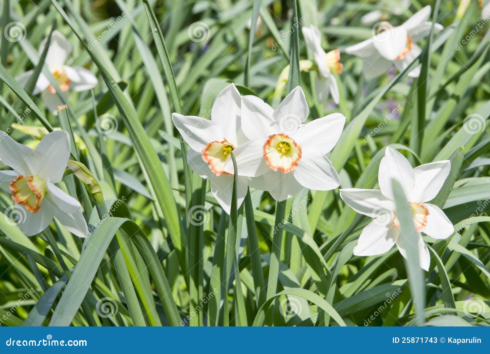 Narcisos Blancos En Naturaleza Imagen de archivo - Imagen de macro ...