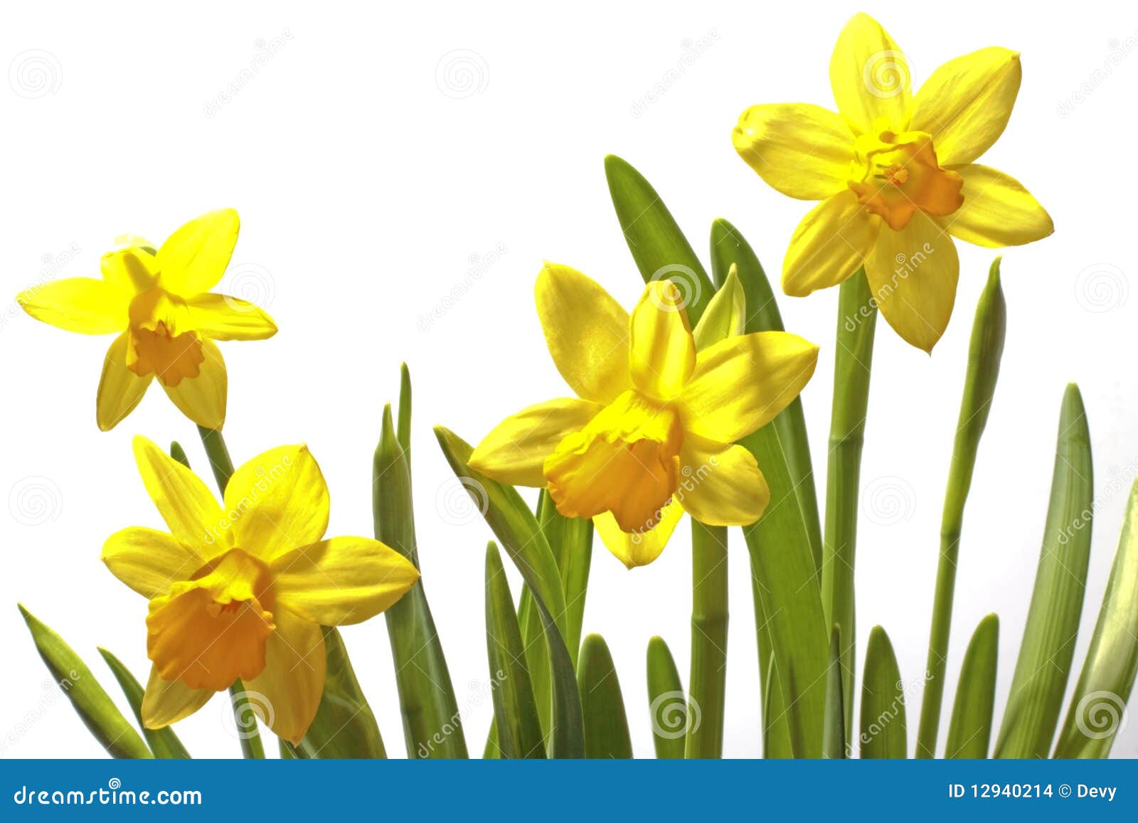 Narcisos Florecientes En Un Fondo Blanco Foto de archivo - Imagen de ...