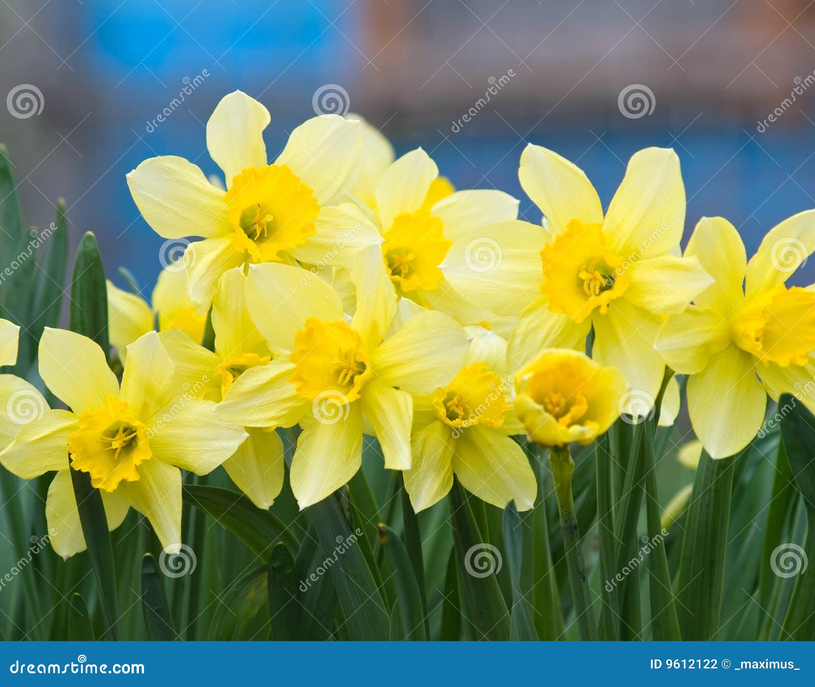 Narciss flowers stock photo. Image of leaf, blooming, narcissus - 9612122