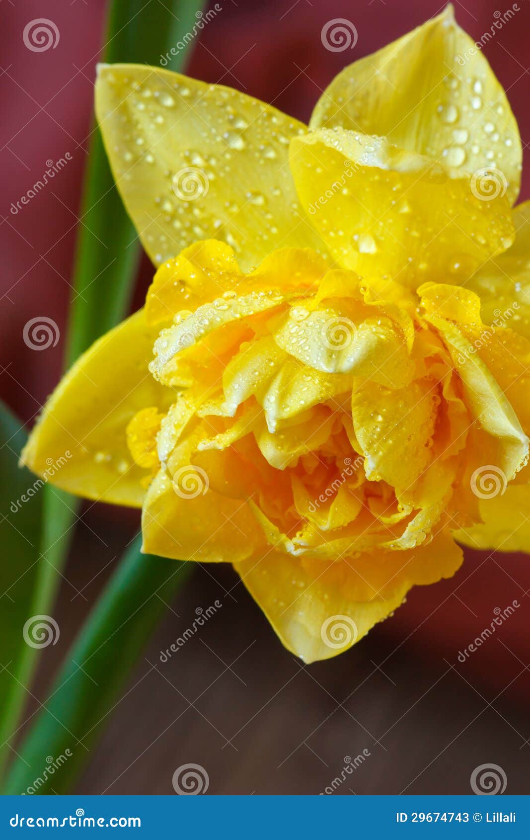 Narcisse. image stock. Image du jonquille, normal, jardin - 29674743