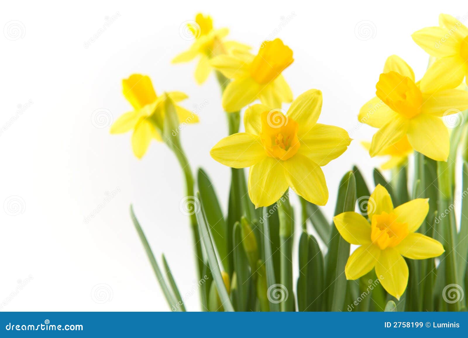 Narcissen stock afbeelding. Image of regeling, schoonheid - 2758199