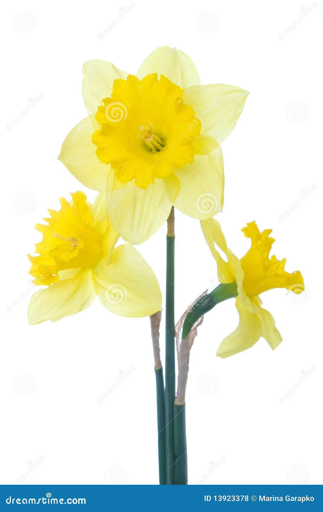 Narcissus stock photo. Image of botany, daffodil, spring - 13923378