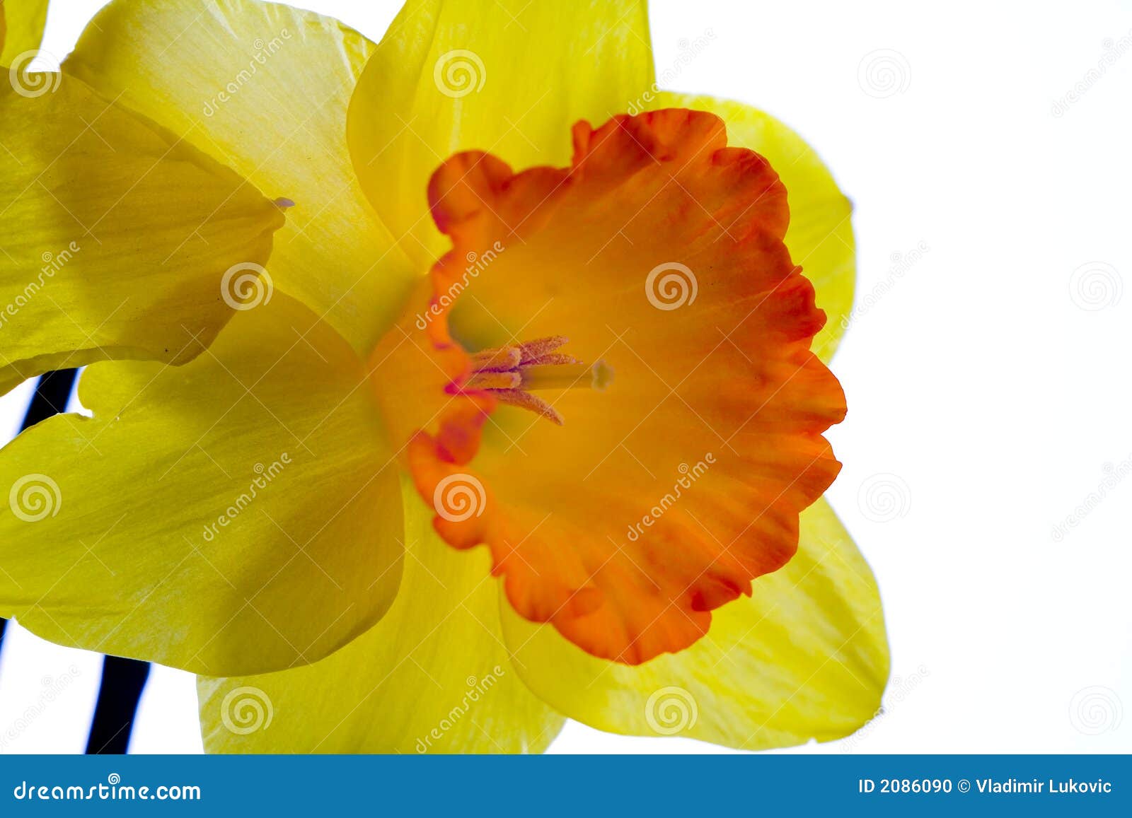 Narcissus stock photo. Image of bloom, harmony, season - 2086090