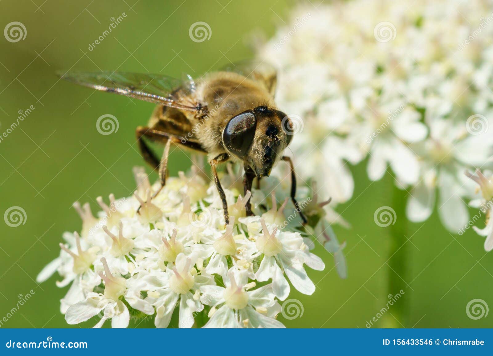 Narcissus Bulb Fly (Merodon Equestris) in the UK Stock Photo - Image of ...