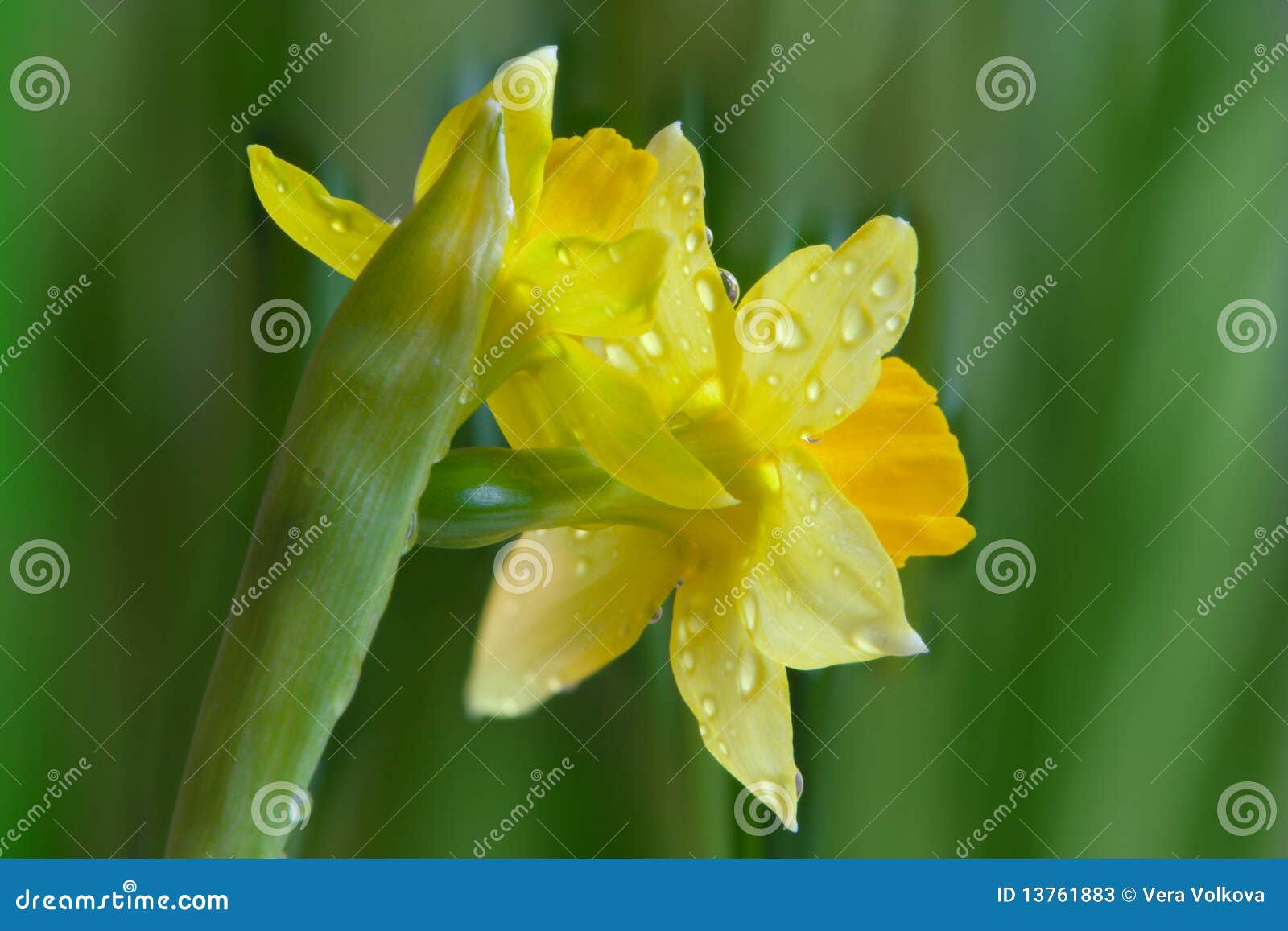 Narcissus flower stock image. Image of floral, frashness - 13761883