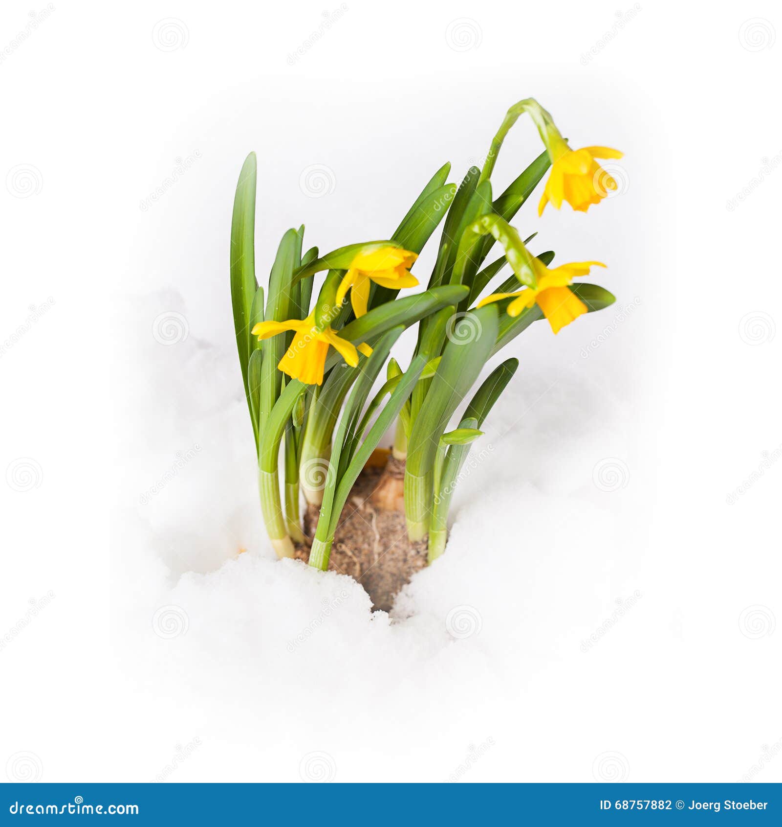 Narcissus Flower Breaking through the Snow Stock Photo - Image of ...