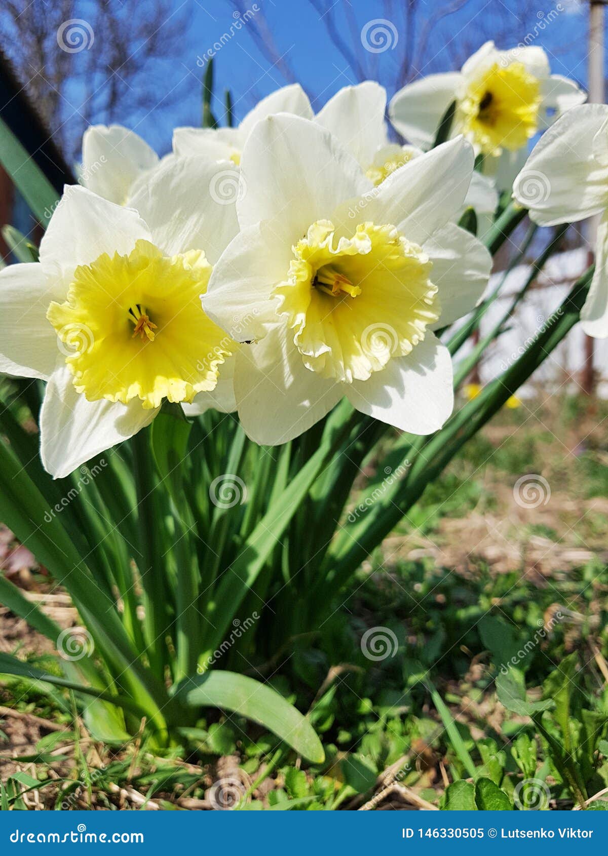 Three Narcissus Flower on Spring Stock Image - Image of easter, beauty ...