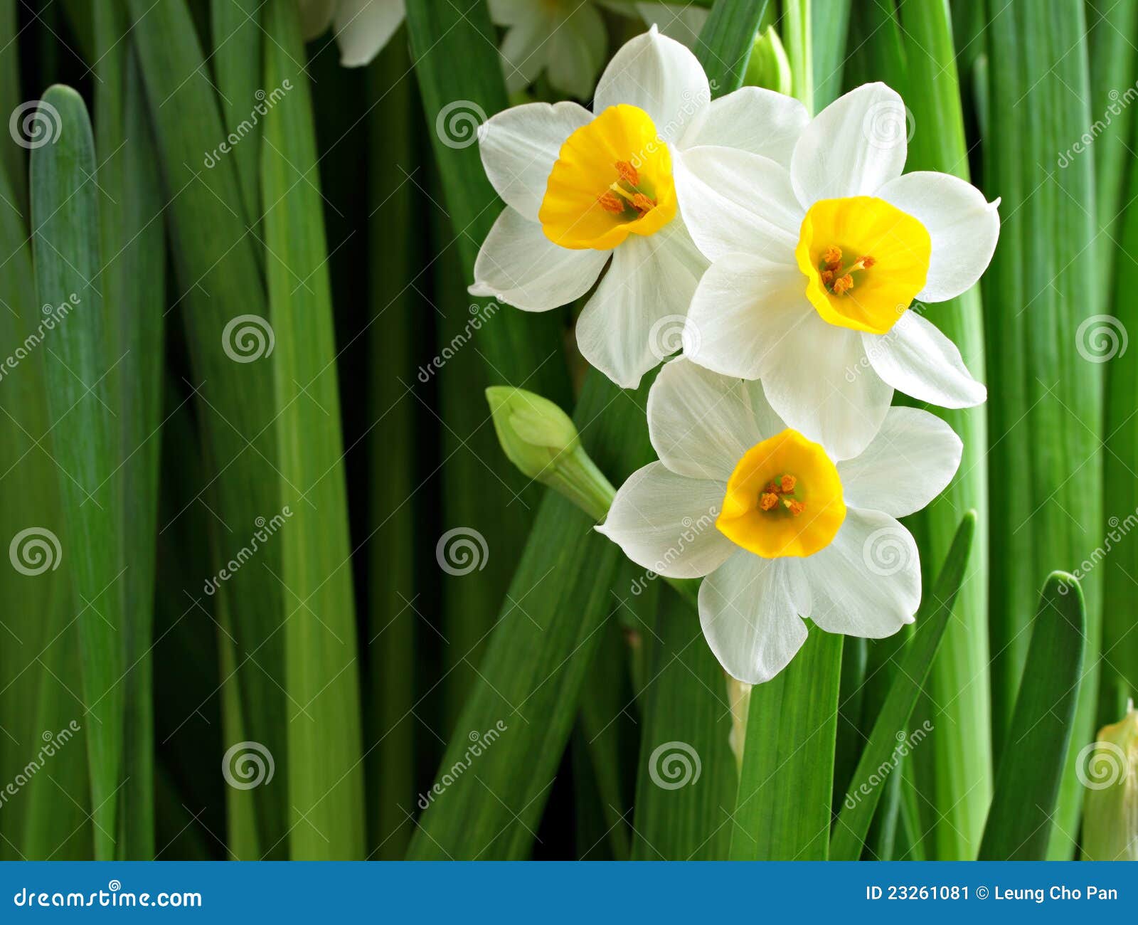 Narcissus flowers stock image. Image of water, white - 23261081