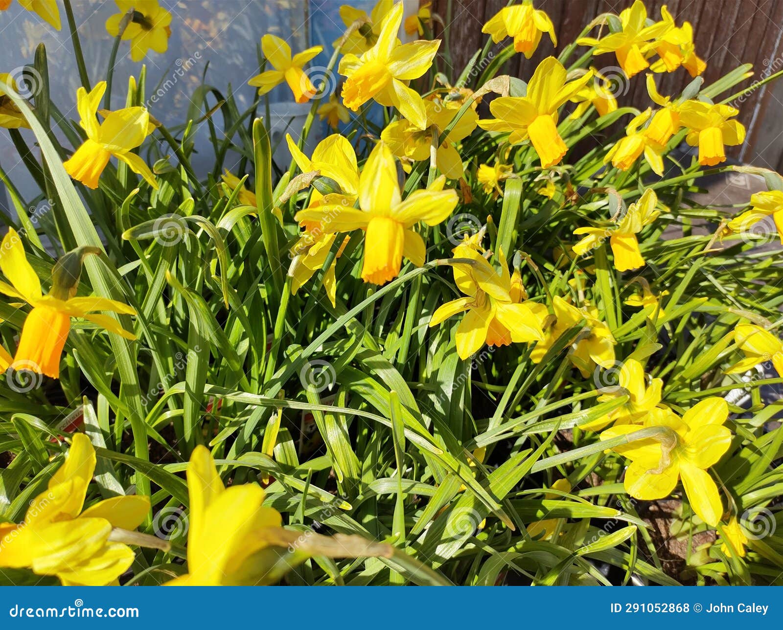 Narcissus Jetfire stock photo. Image of bloom, flower - 291052868