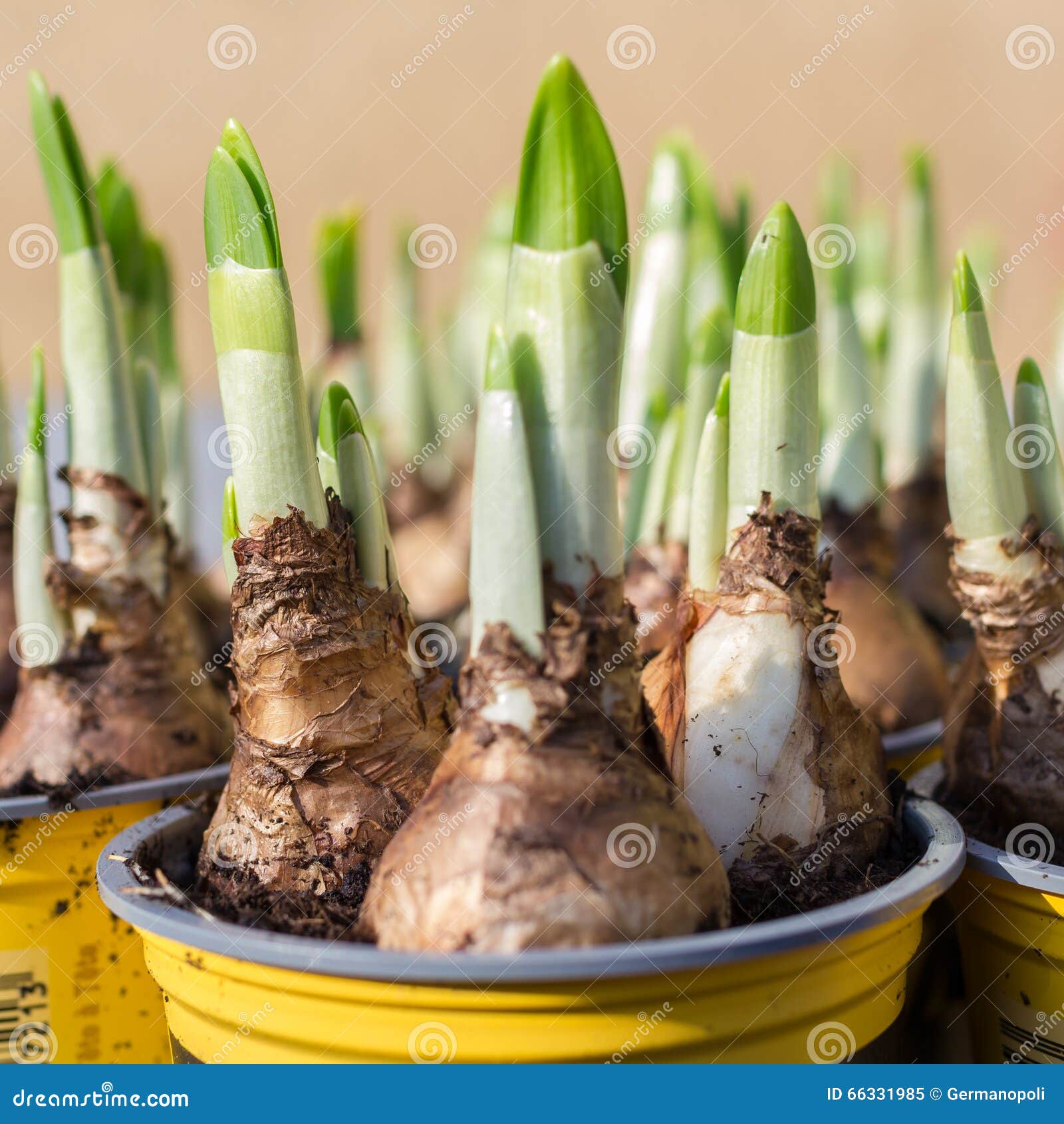Narcissus root balls stock image. Image of plant, background - 66331985