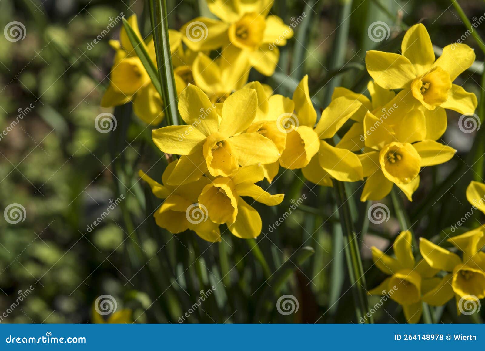 Yellow Flowers of Narcissus Rupicola Stock Photo - Image of flowers ...