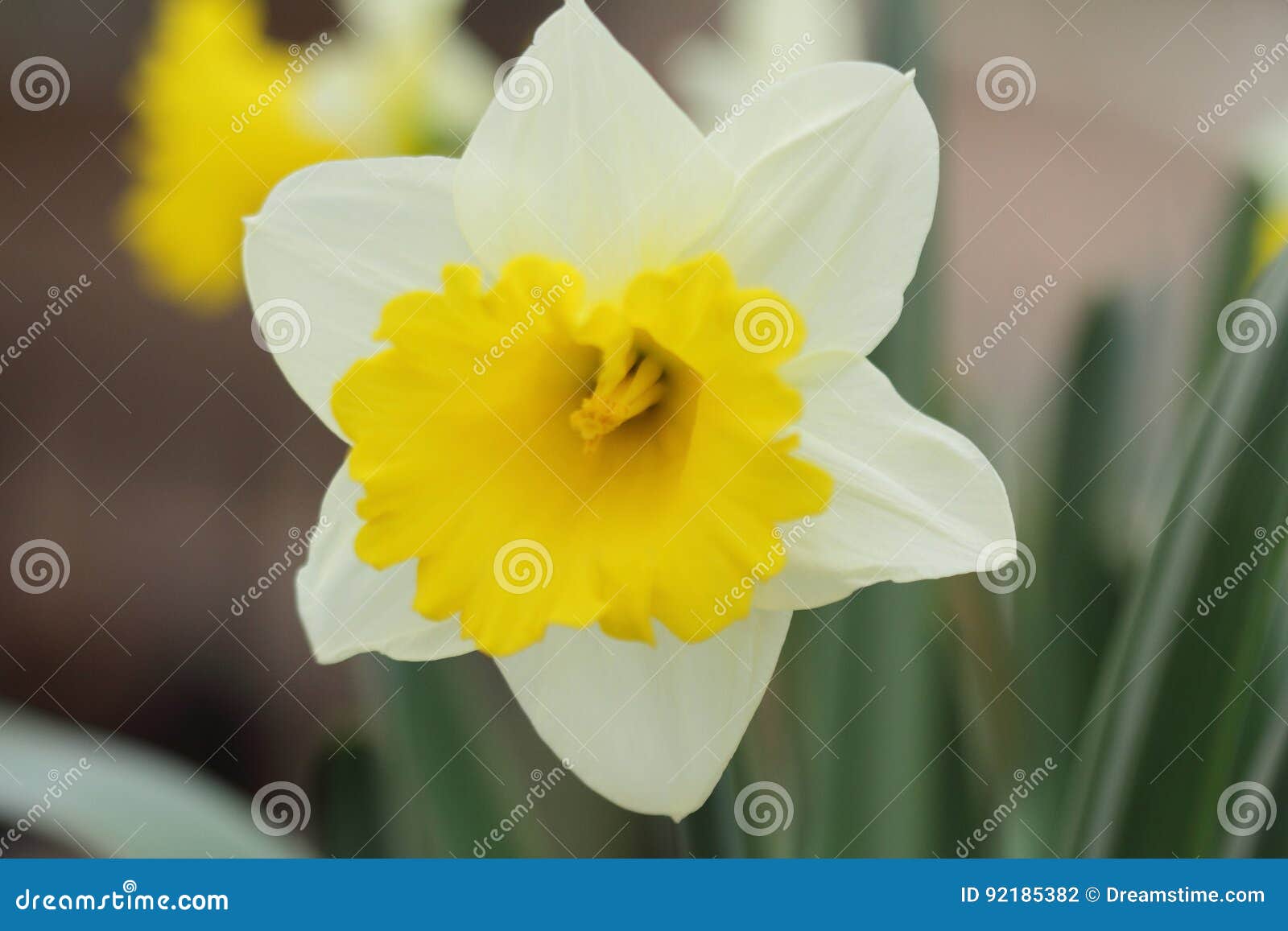 Narcissus Yellow-gele Narcissen Stock Foto - Image of geel, macro: 92185382